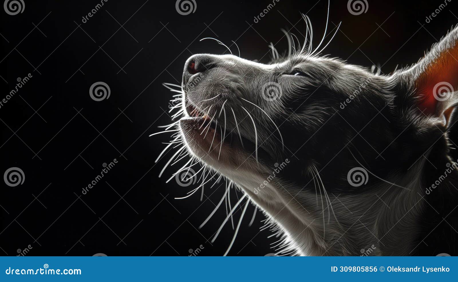 Angry, Growling Terrier Portrait Stock Illustration - Illustration of ...