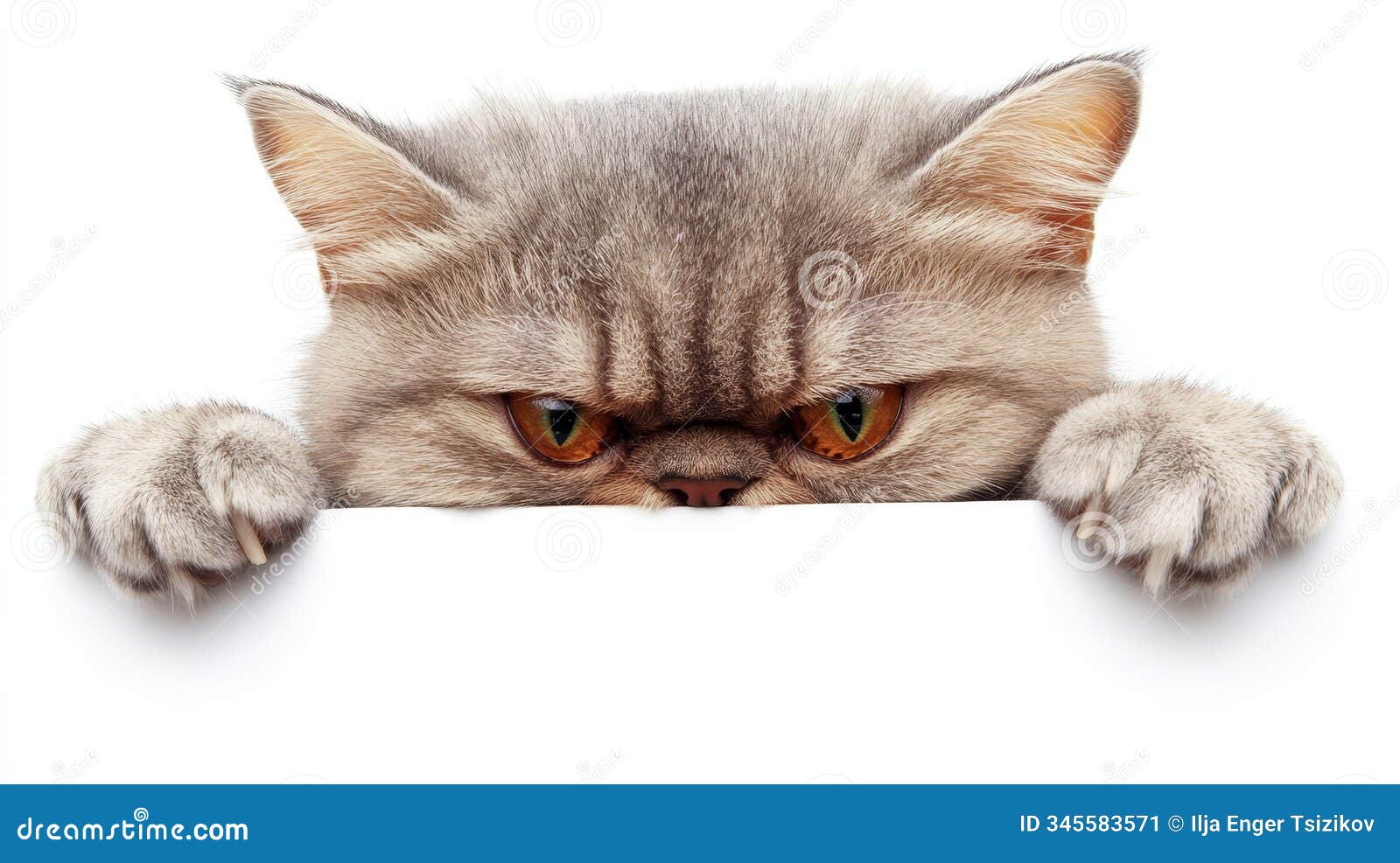 Angry, Grumpy Gray Cat Peeking Over White Sign, Blank Banner Background ...