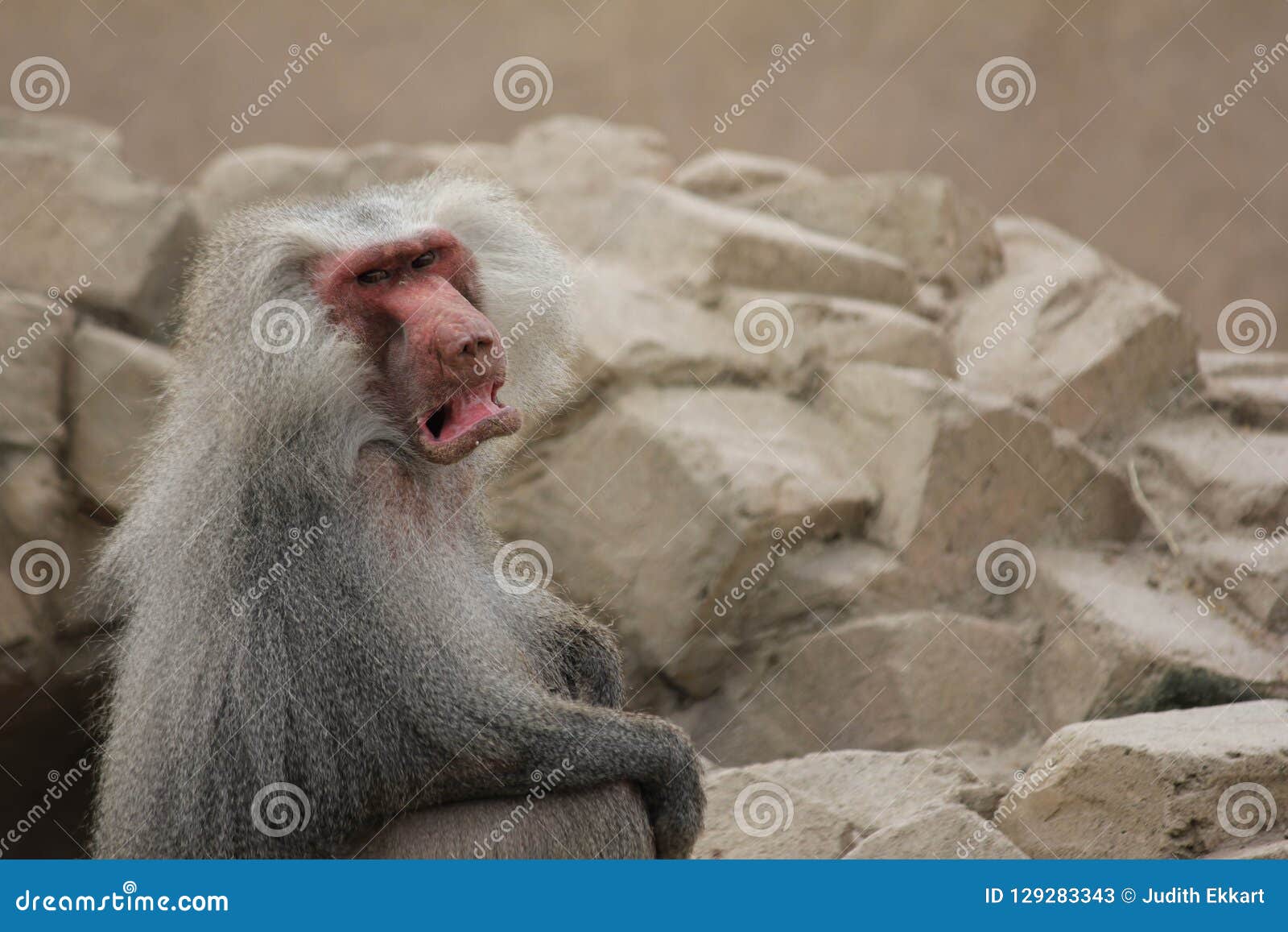 Angry Ape Stock Photos - Royalty Free Images