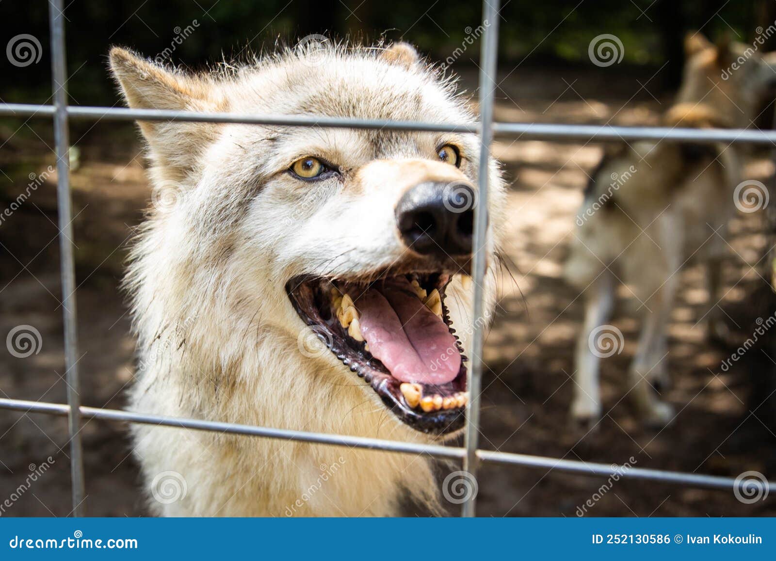 Angry Guard Dog Looking from the Cage Barking Stock Photo - Image of ...