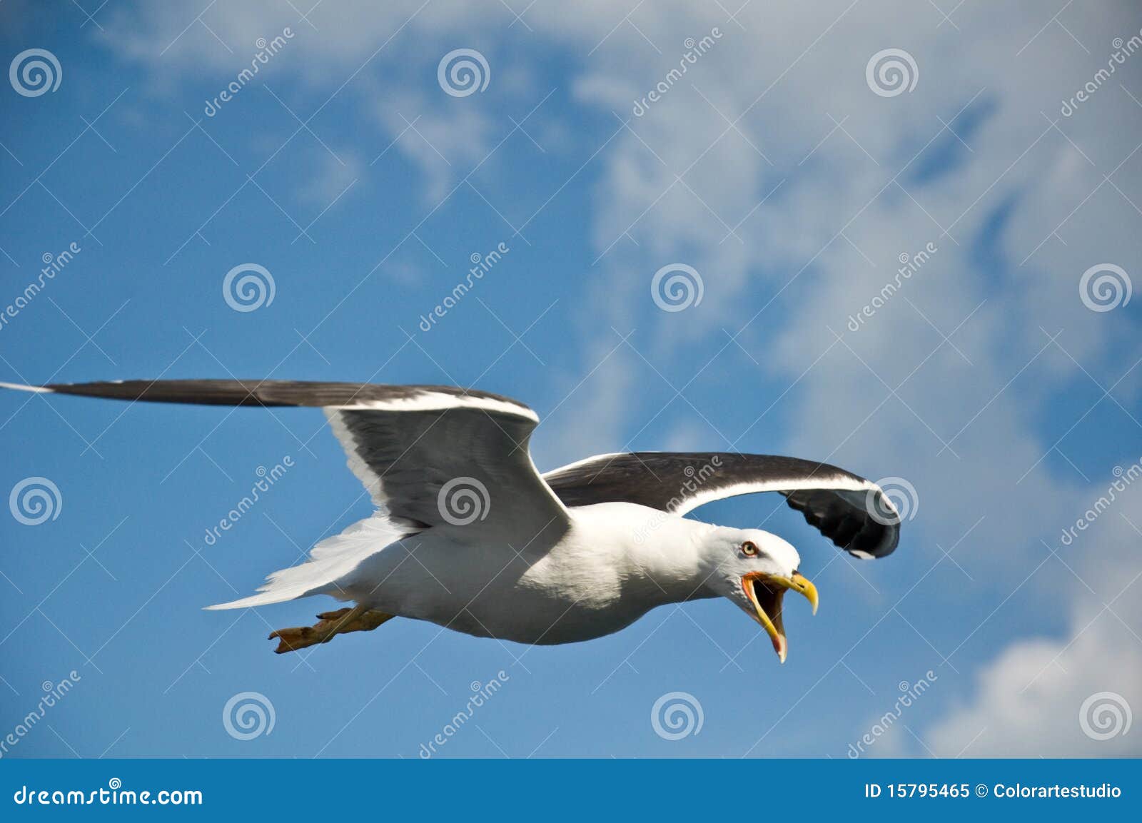 Angry gull stock image. Image of wing, confusion, standing - 15795465
