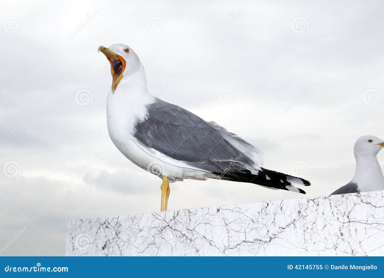 Angry gull stock image. Image of beak, birdwatching, animals - 42145755