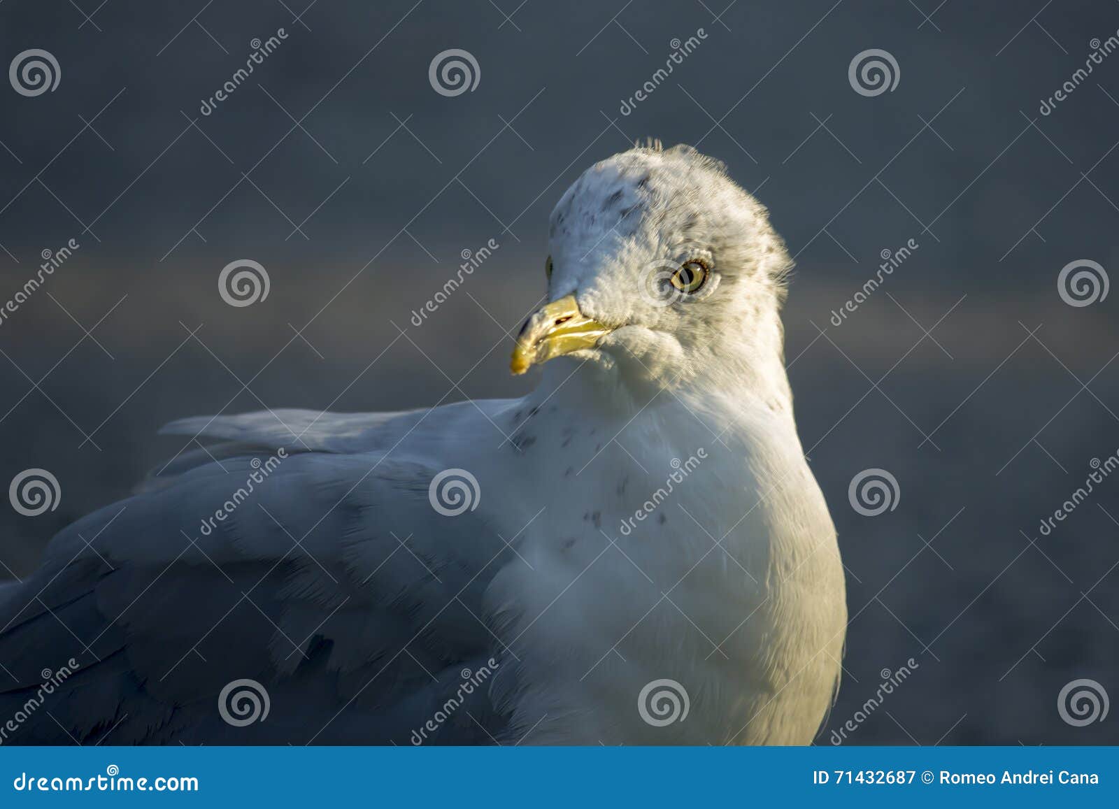 Angry Gull stock image. Image of redwinged, perching - 71432687