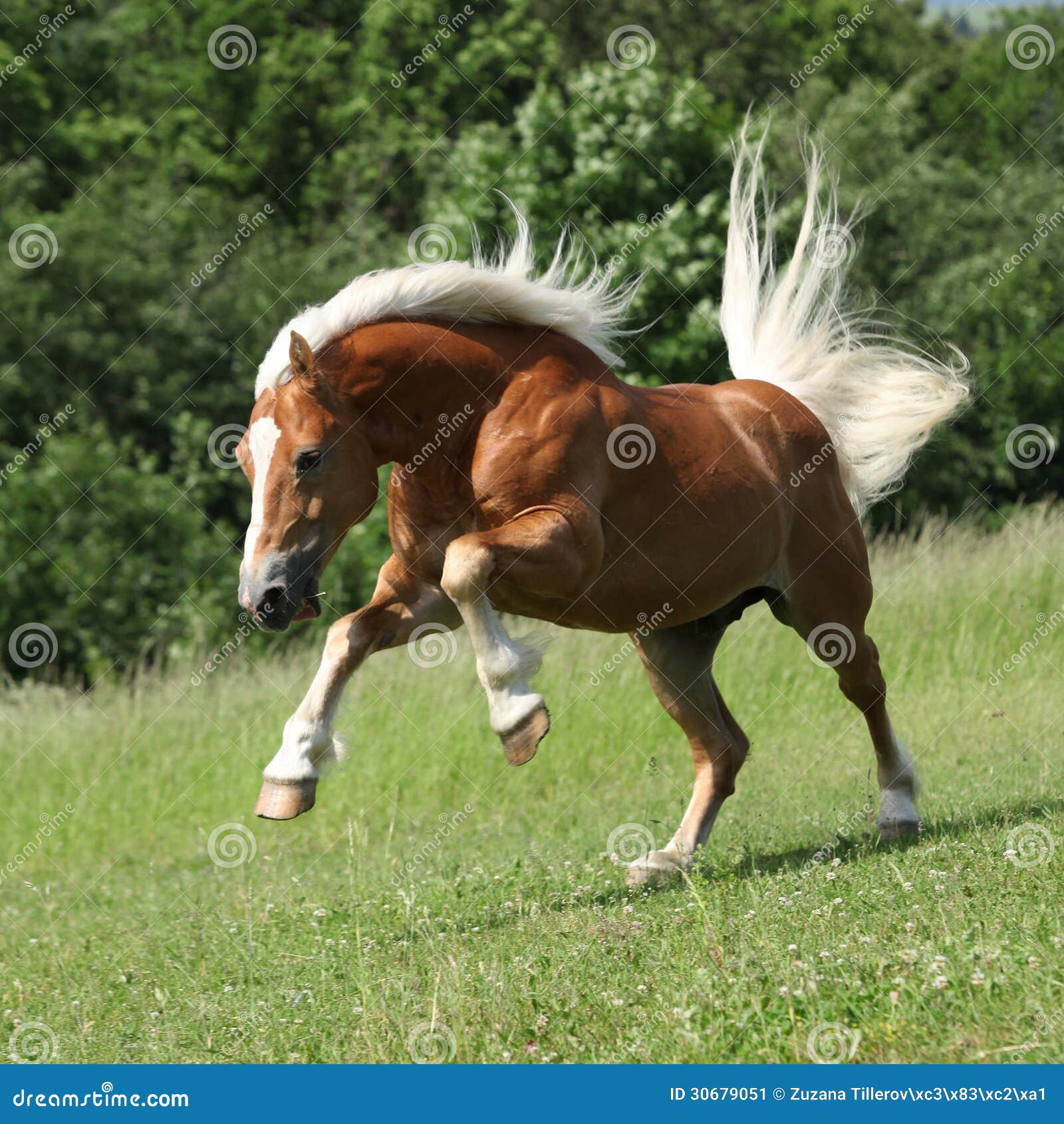 Angry Haflinger Stallion Jumping in Nature Stock Image - Image of ...