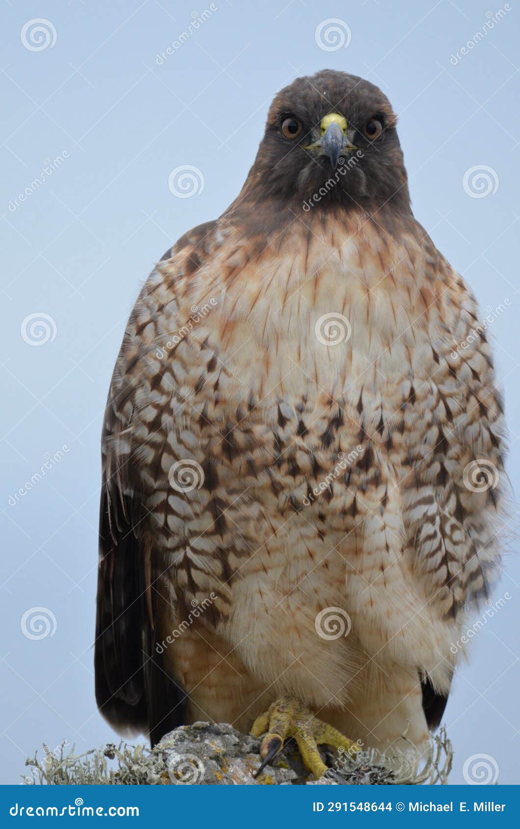 Angry Hawk stock photo. Image of wings, coopers, prey - 291548644