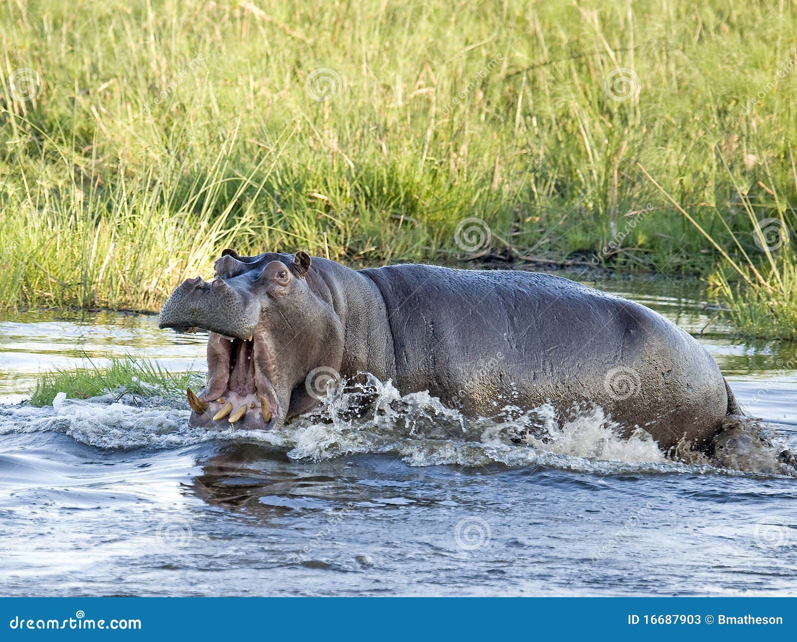 Angry Hippo stock image. Image of mammals, fauna, african - 16687903