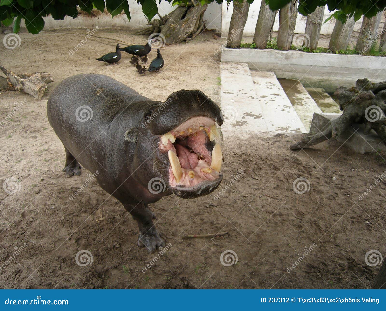 Angry hippo stock photo. Image of park, aggressive, natural - 237312