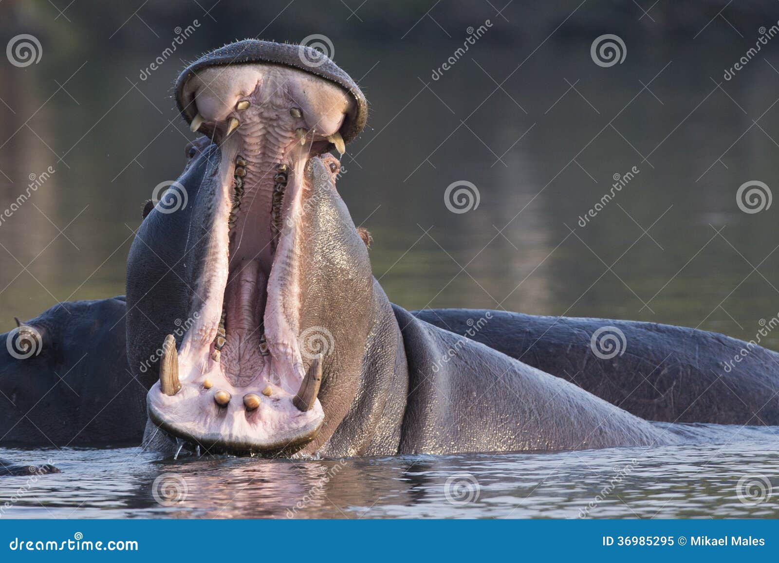 Angry Hippopotamus