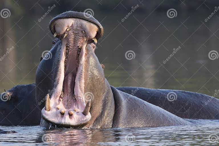 Angry Hippo stock image. Image of resting, aggression - 36985295