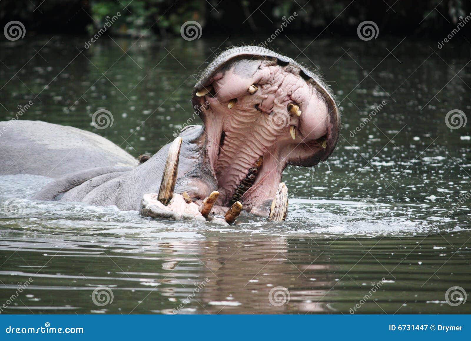 An angry Hippo stock image. Image of throat, mouth, water - 6731447