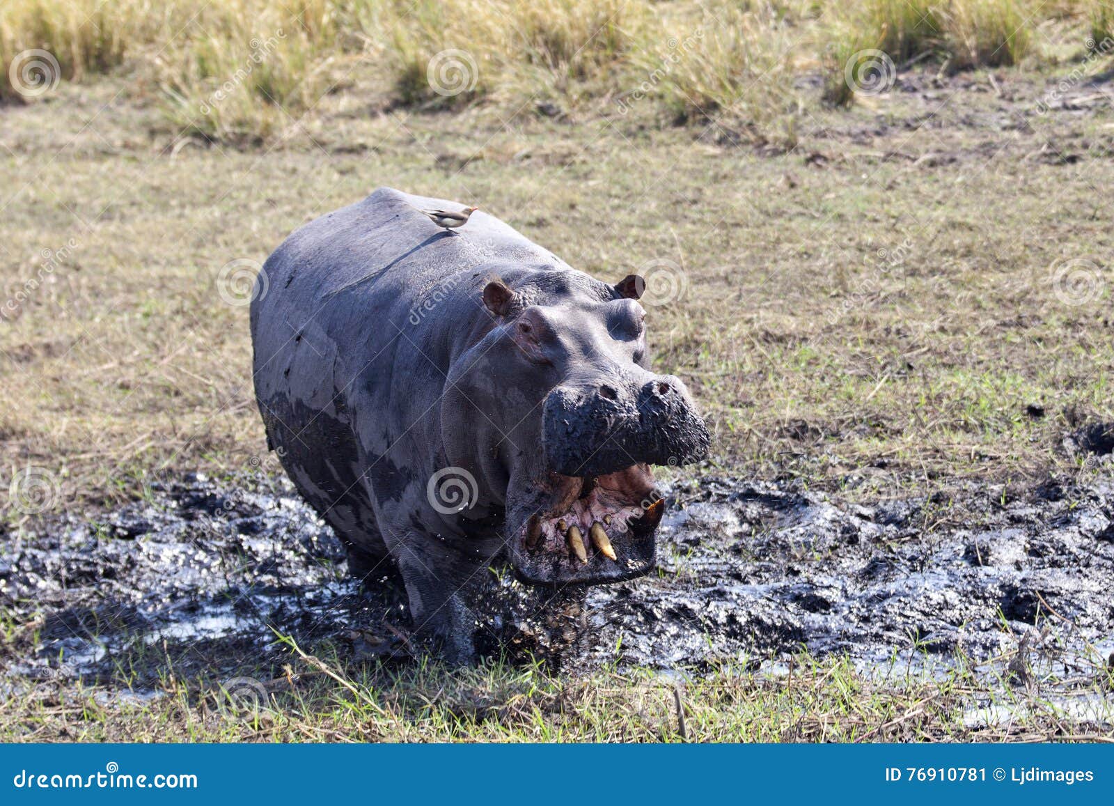 Angry Hippo Stock Photography | CartoonDealer.com #8376392
