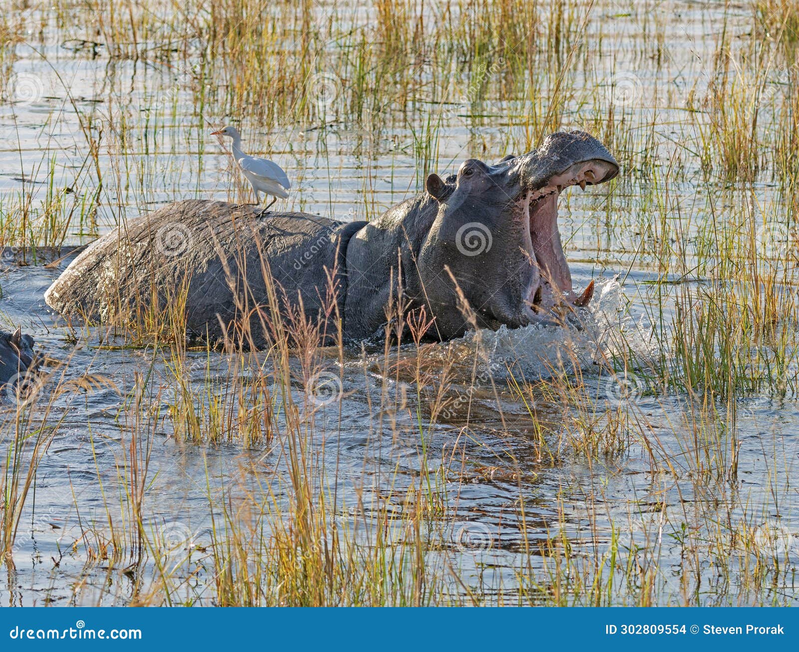 Angry Hippo Giving a Warning Stock Photo - Image of mammal, fauna ...