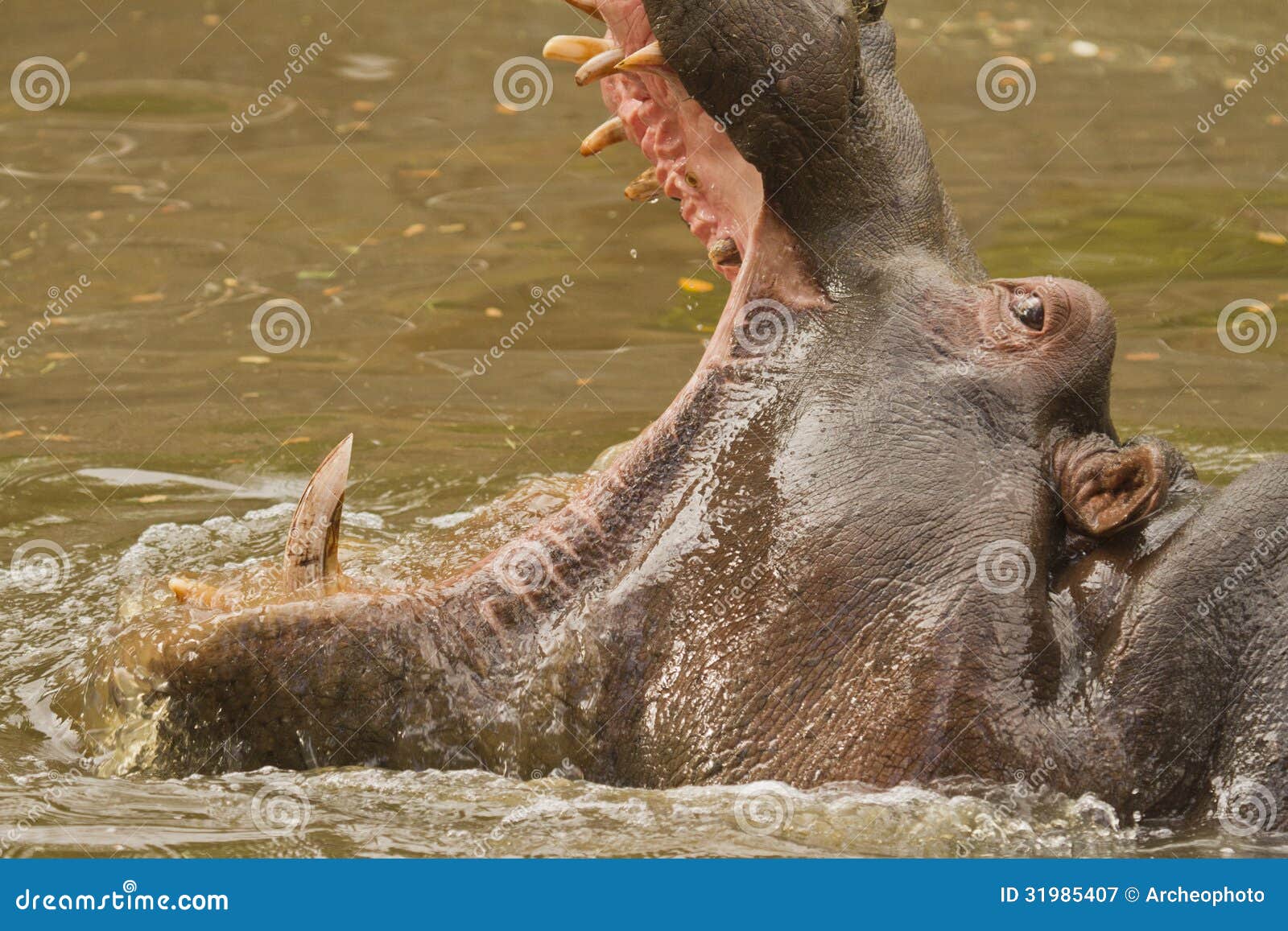 Angry Hippo Stock Photography | CartoonDealer.com #8376392