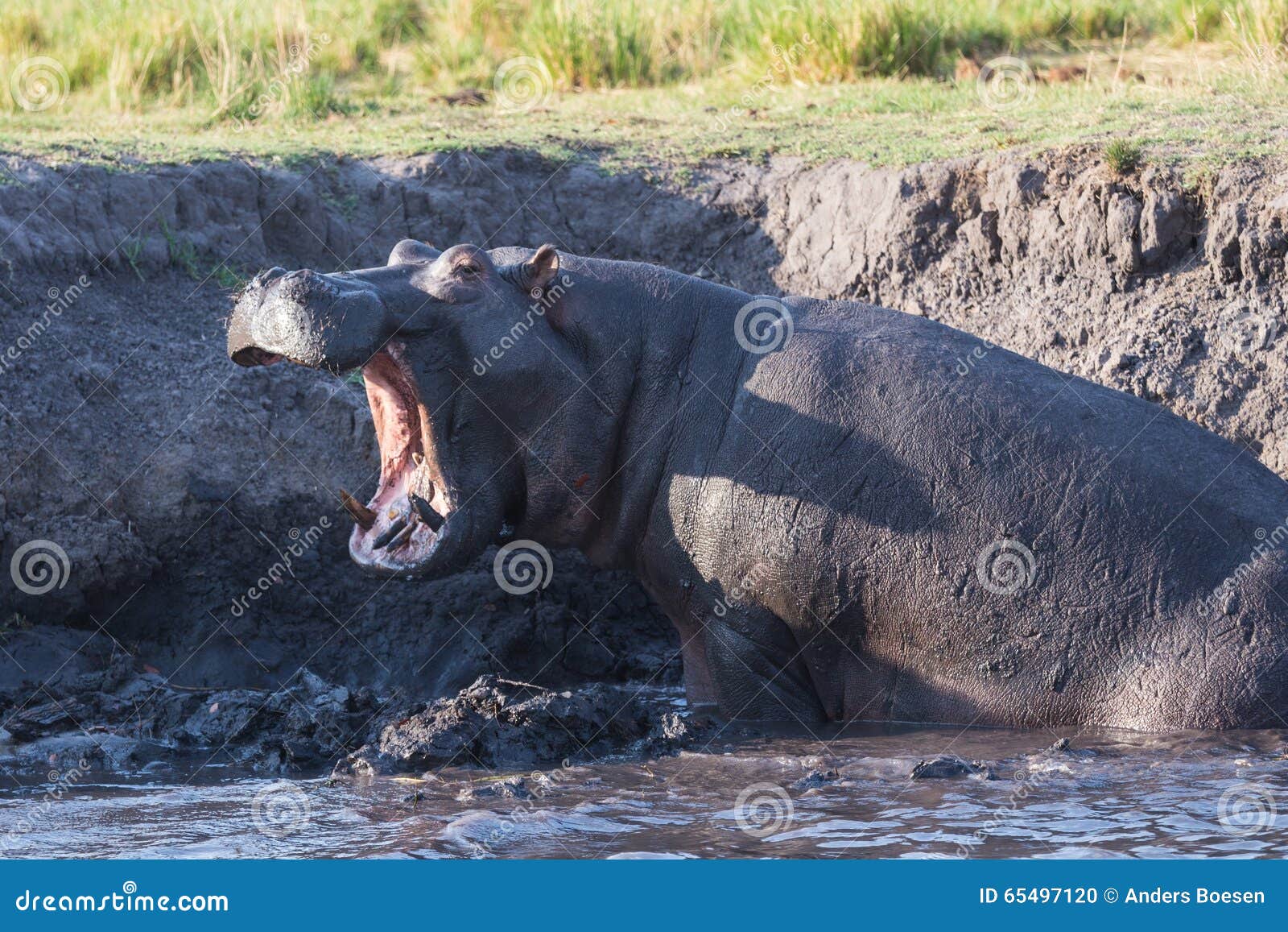 Angry Hippo Stock Photo | CartoonDealer.com #32338332