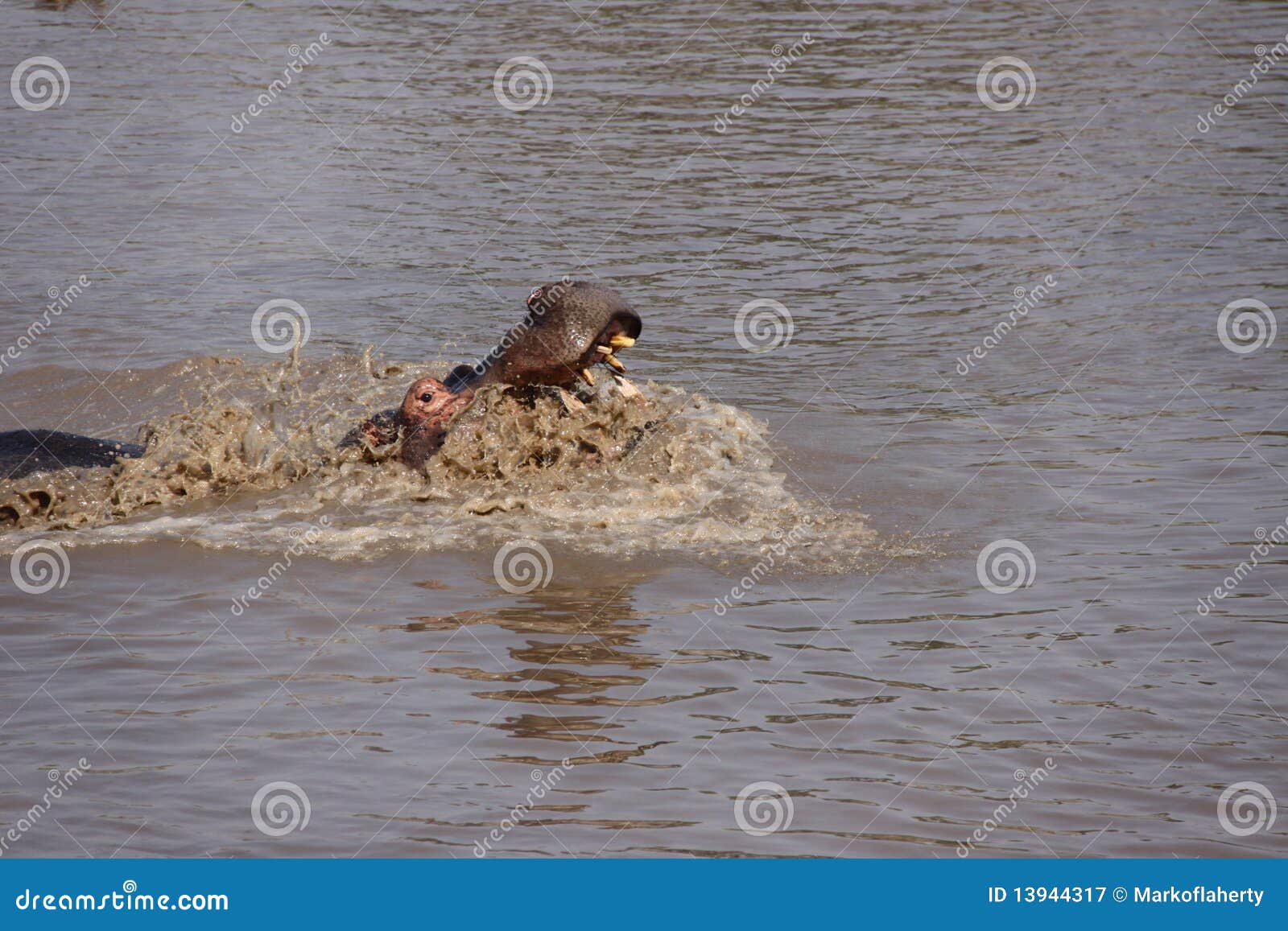 Angry Hippo in water stock image. Image of beauty, hippopotamus - 13944317