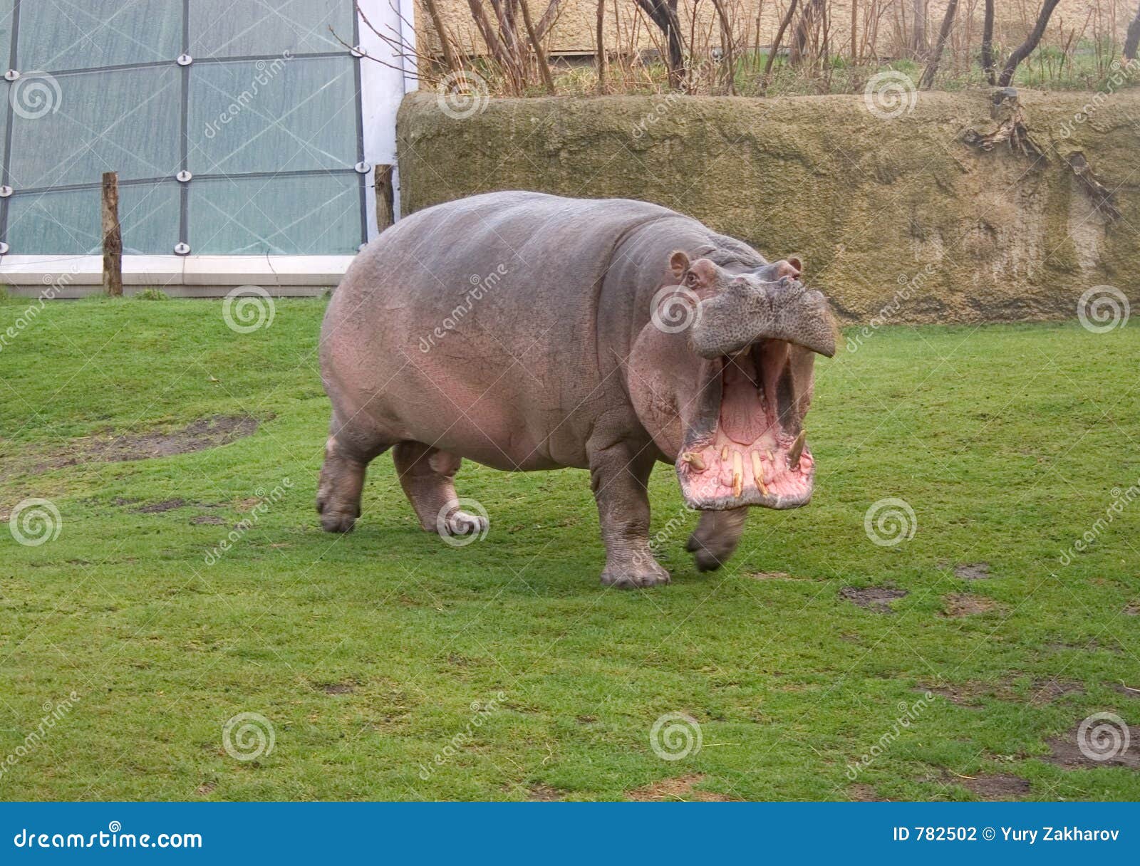 Angry hippopotamus stock photo. Image of large, park, color - 782502