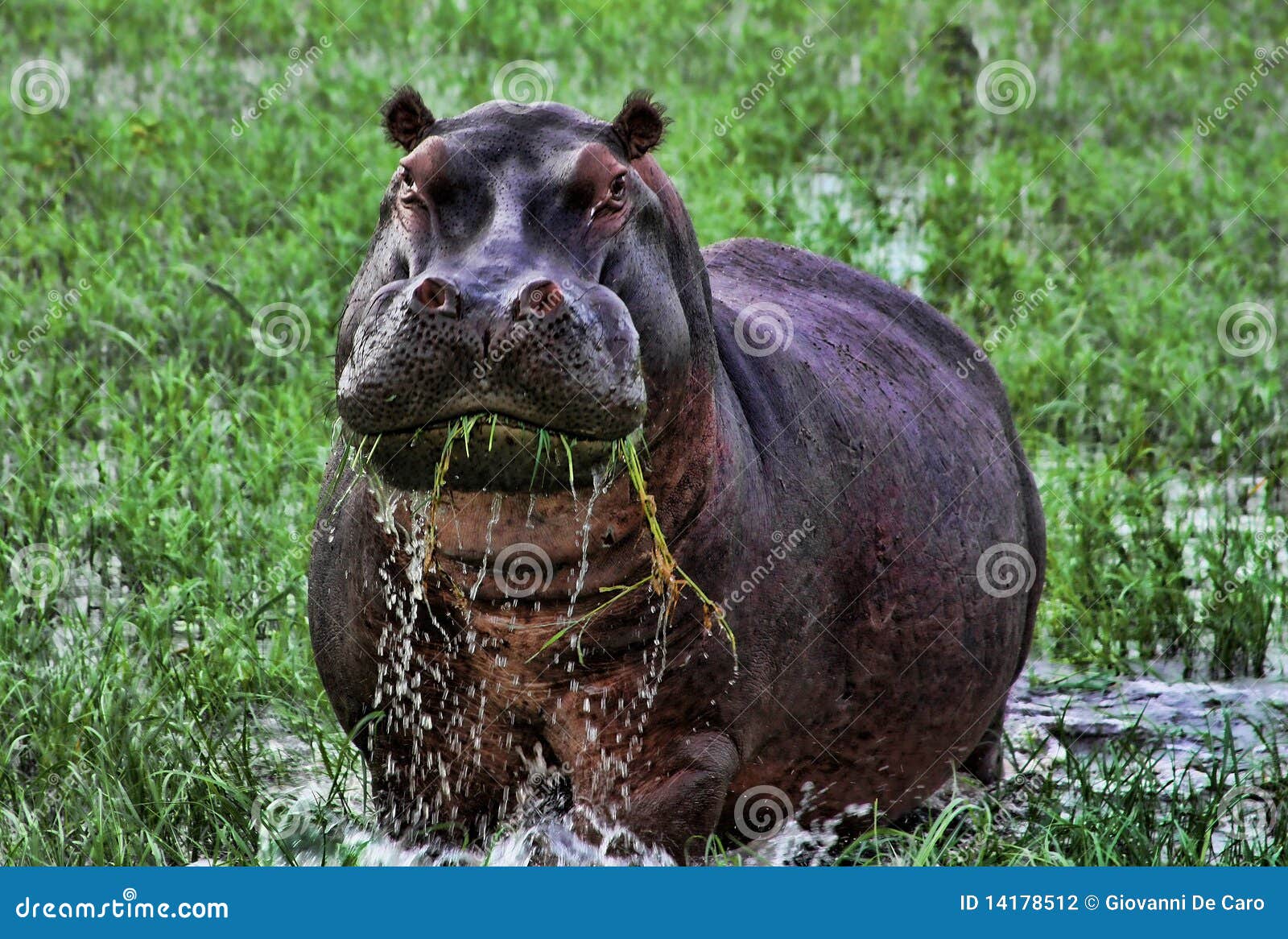 Angry Hippopotamus
