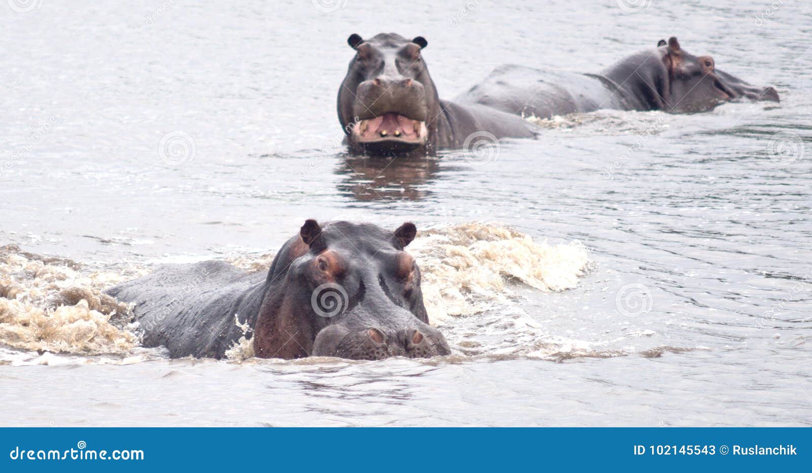 Angry hippos stock image. Image of mammal, dangerous - 102145543