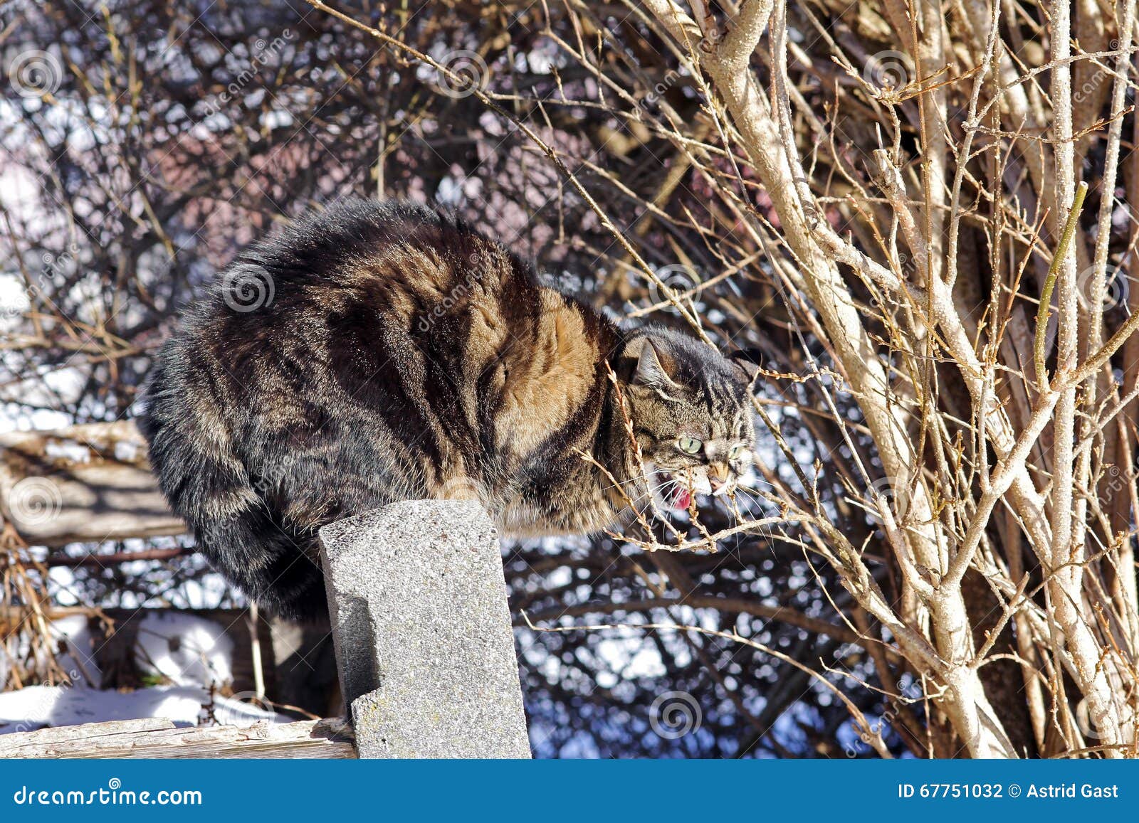 An angry hissing cat stock photo. Image of birth, fence - 67751032