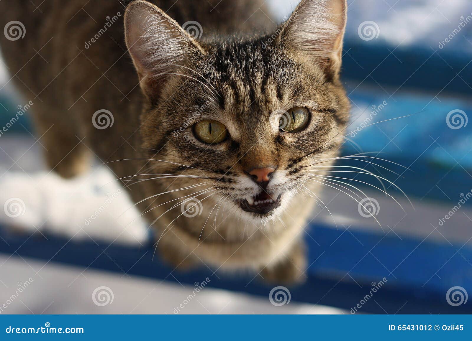 Angry hissing cat. stock photo. Image of homeless, angry - 65431012