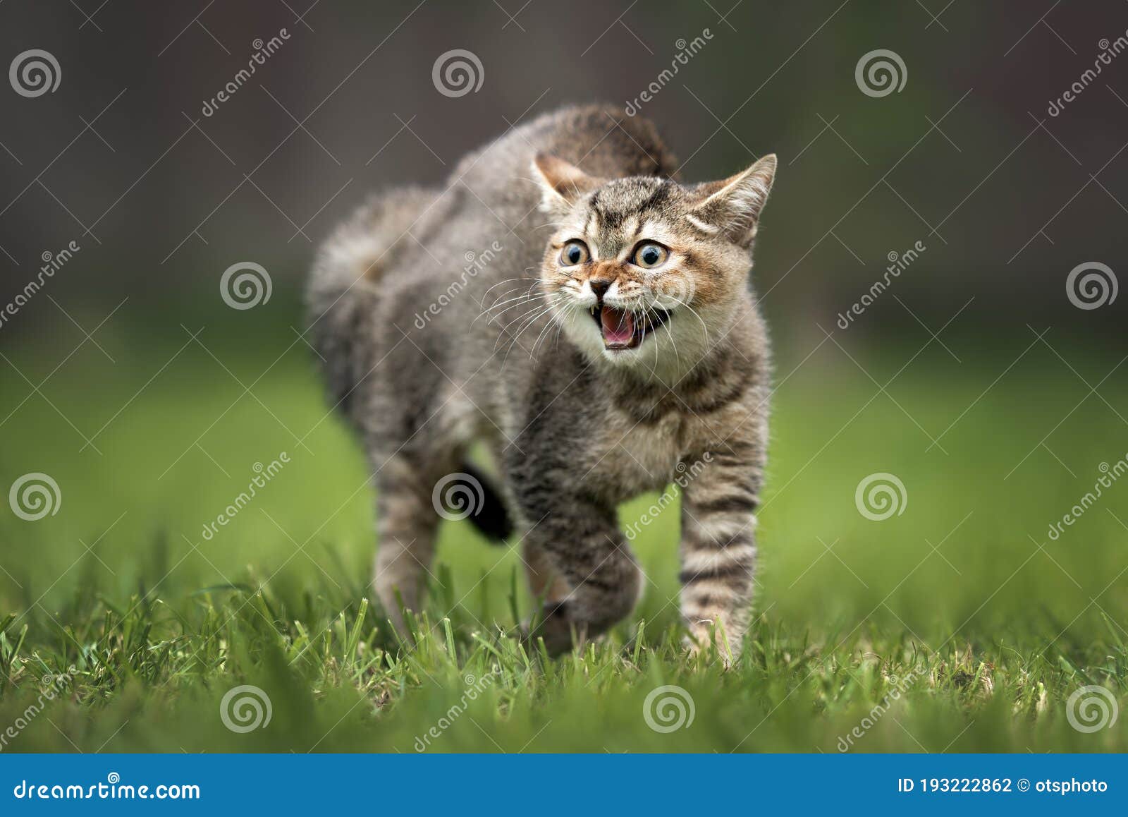 Angry Hissing Kitten Outdoors, Scared Kitten Stock Photo - Image of ...
