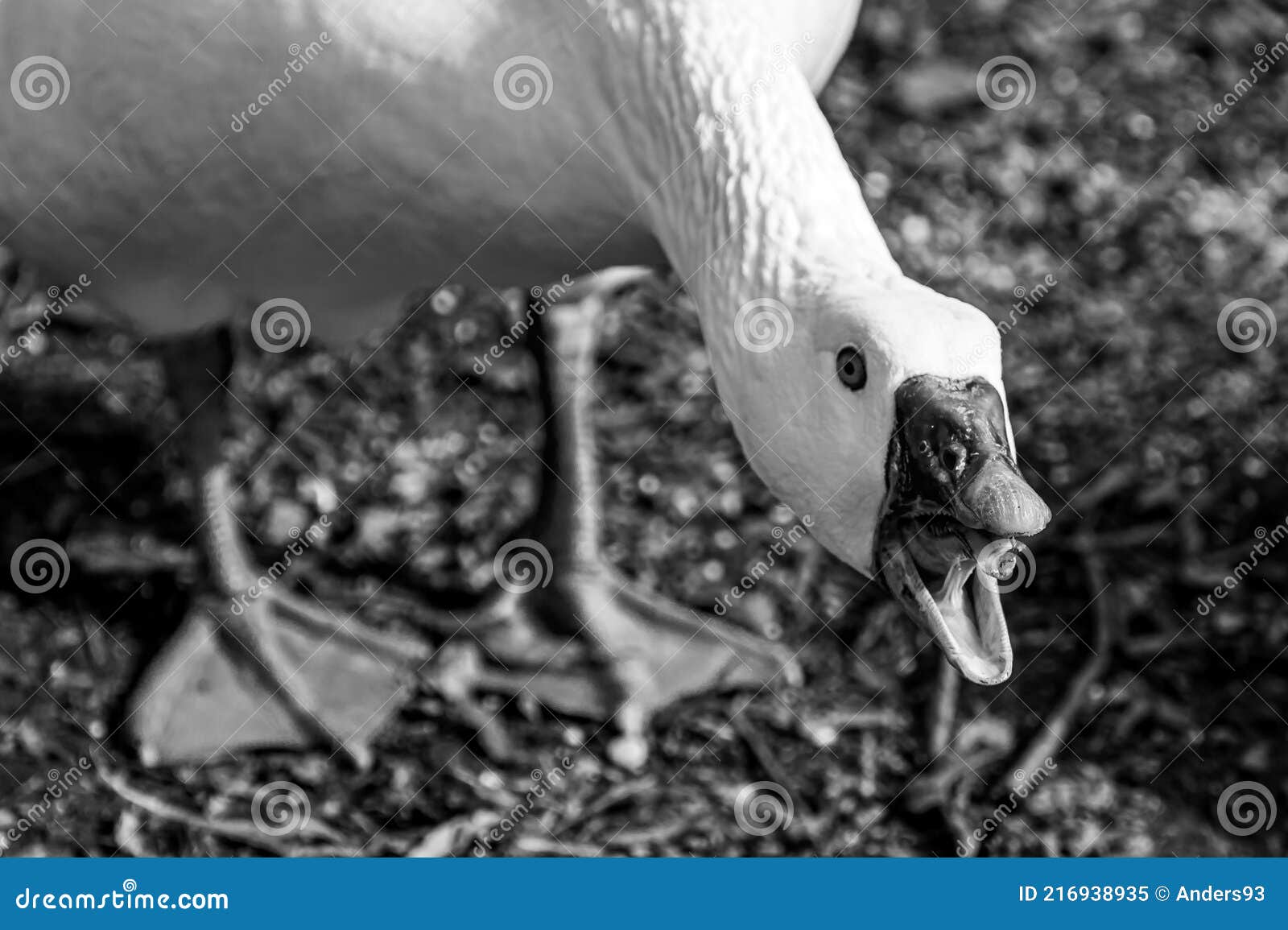 Angry, Hissing White Embden Goose Stock Image - Image of breed ...