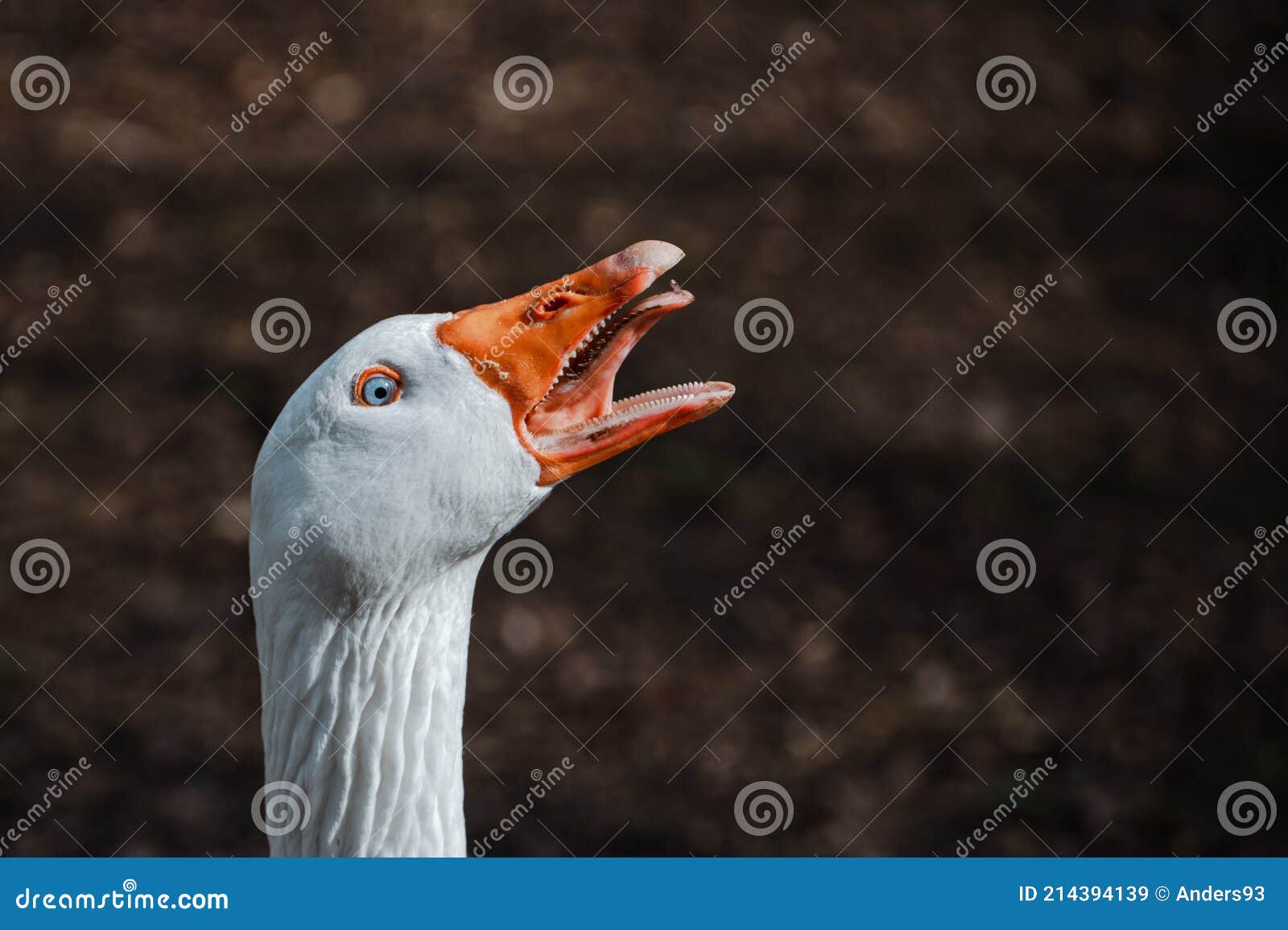Angry, Hissing White Embden Goose Stock Image - Image of countryside ...