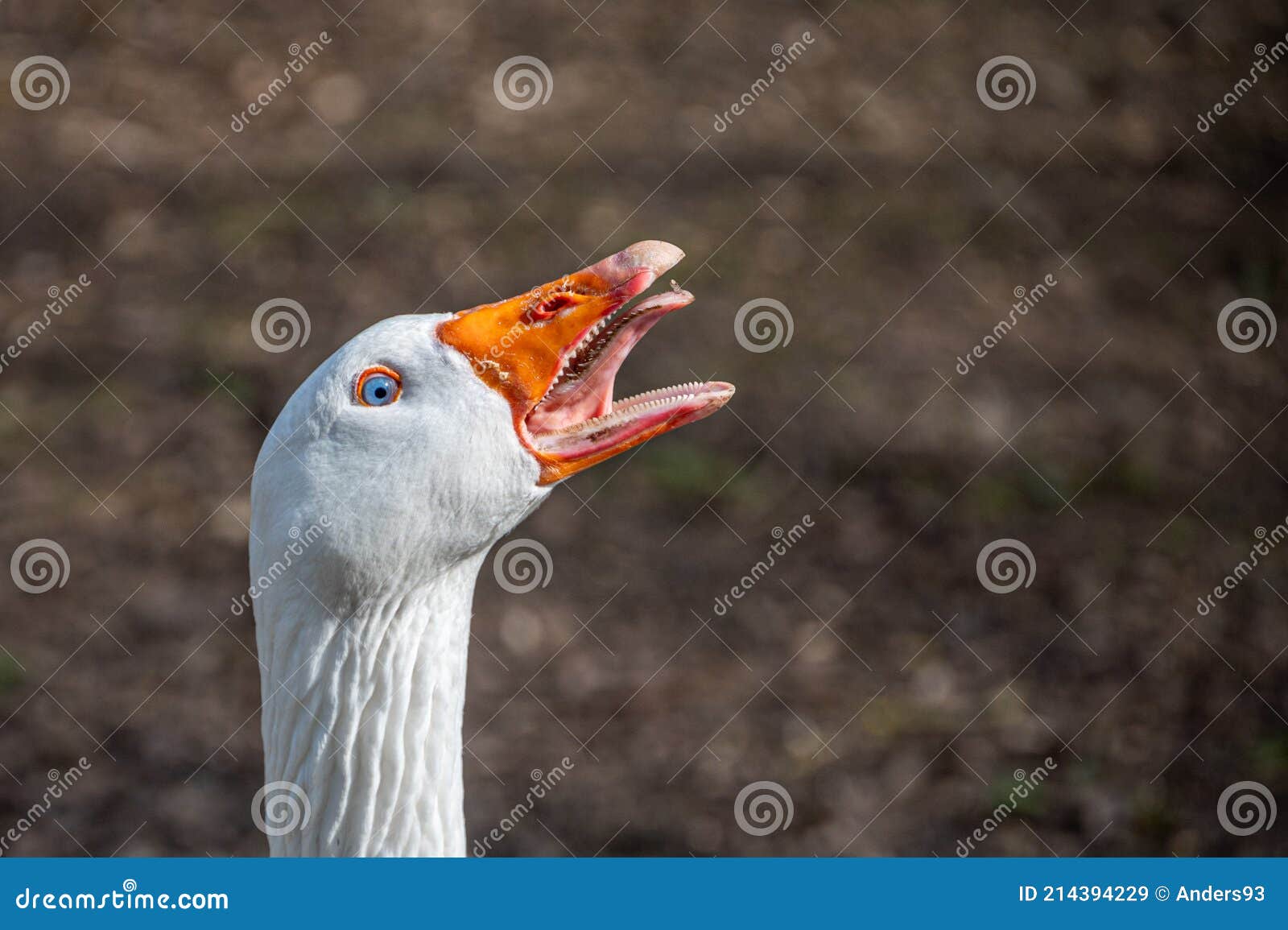 Angry, Hissing White Embden Goose Stock Image - Image of anser, animal ...