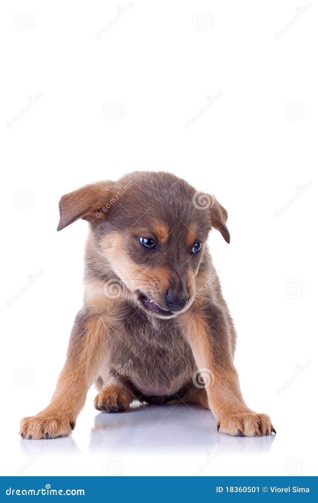 Angry homeless puppy stock image. Image of homeless, biting - 18360501