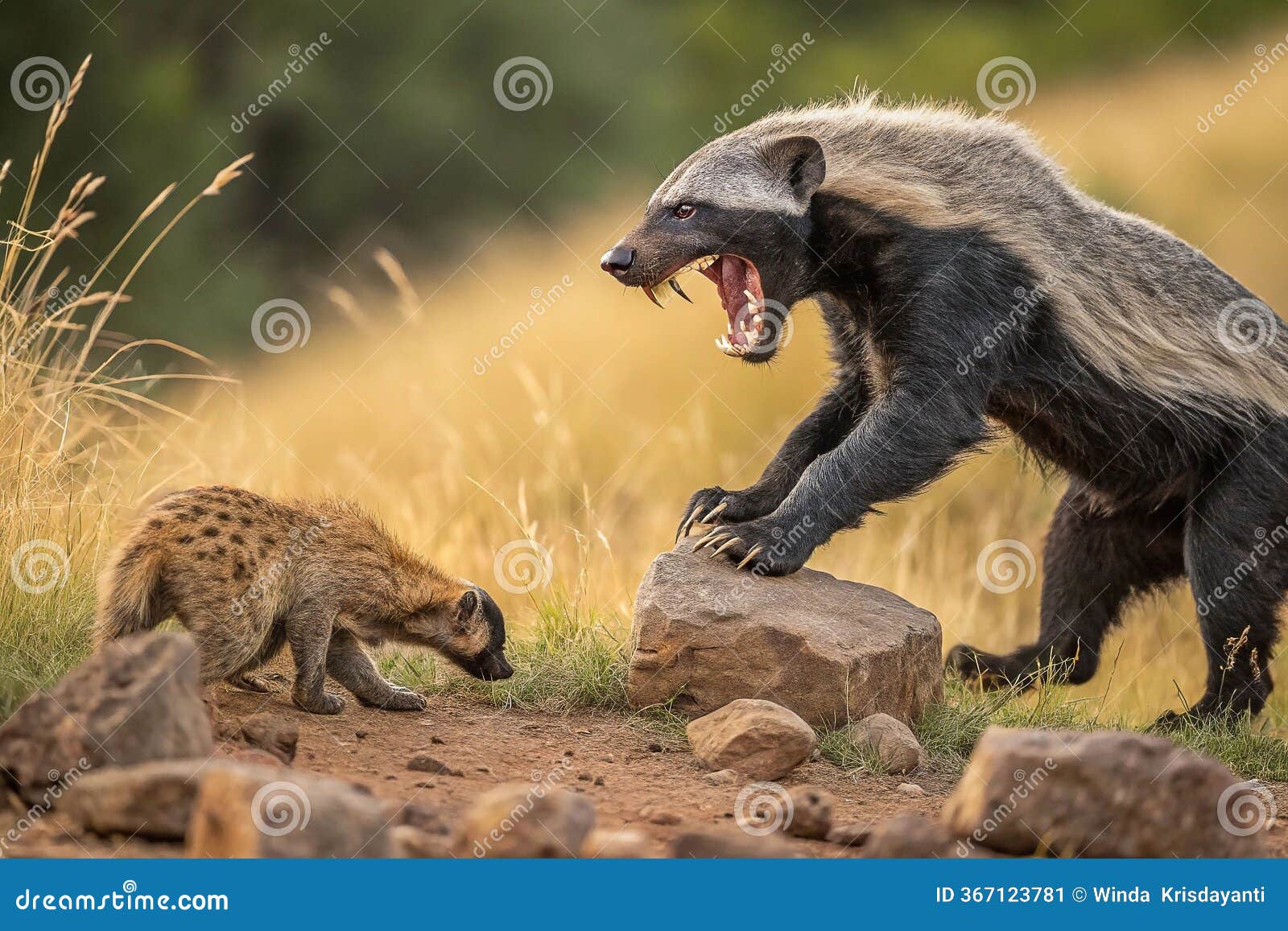Angry Honey Badger Cub In African Savanna, Stock Photo | CartoonDealer ...