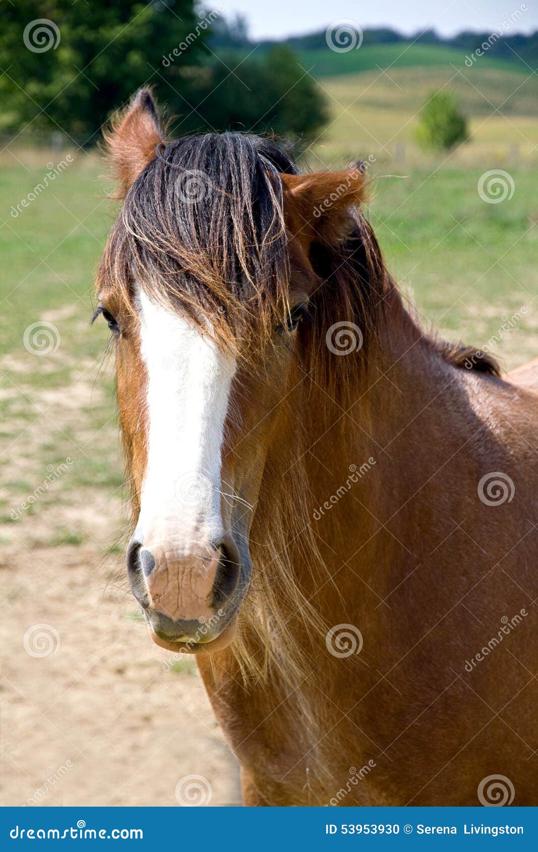 Angry Horse stock photo. Image of pair, pinned, horse - 53953930