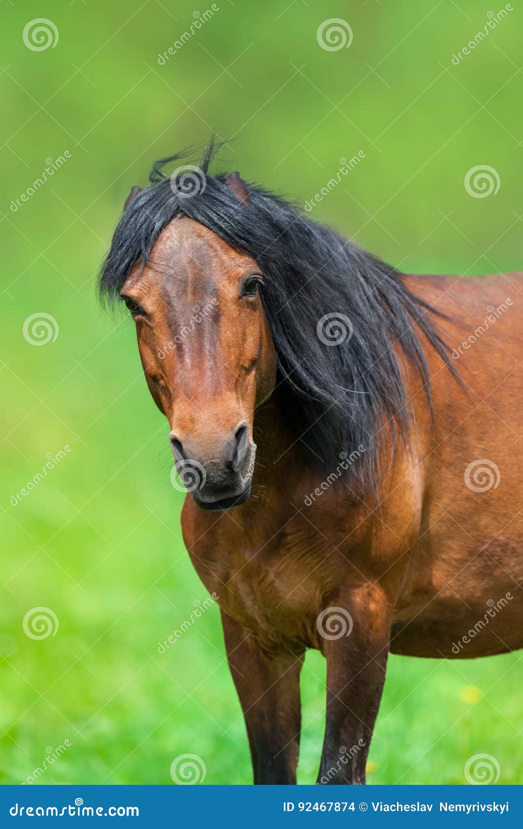 124 Angry Horse Head Stock Photos - Free & Royalty-Free Stock Photos ...