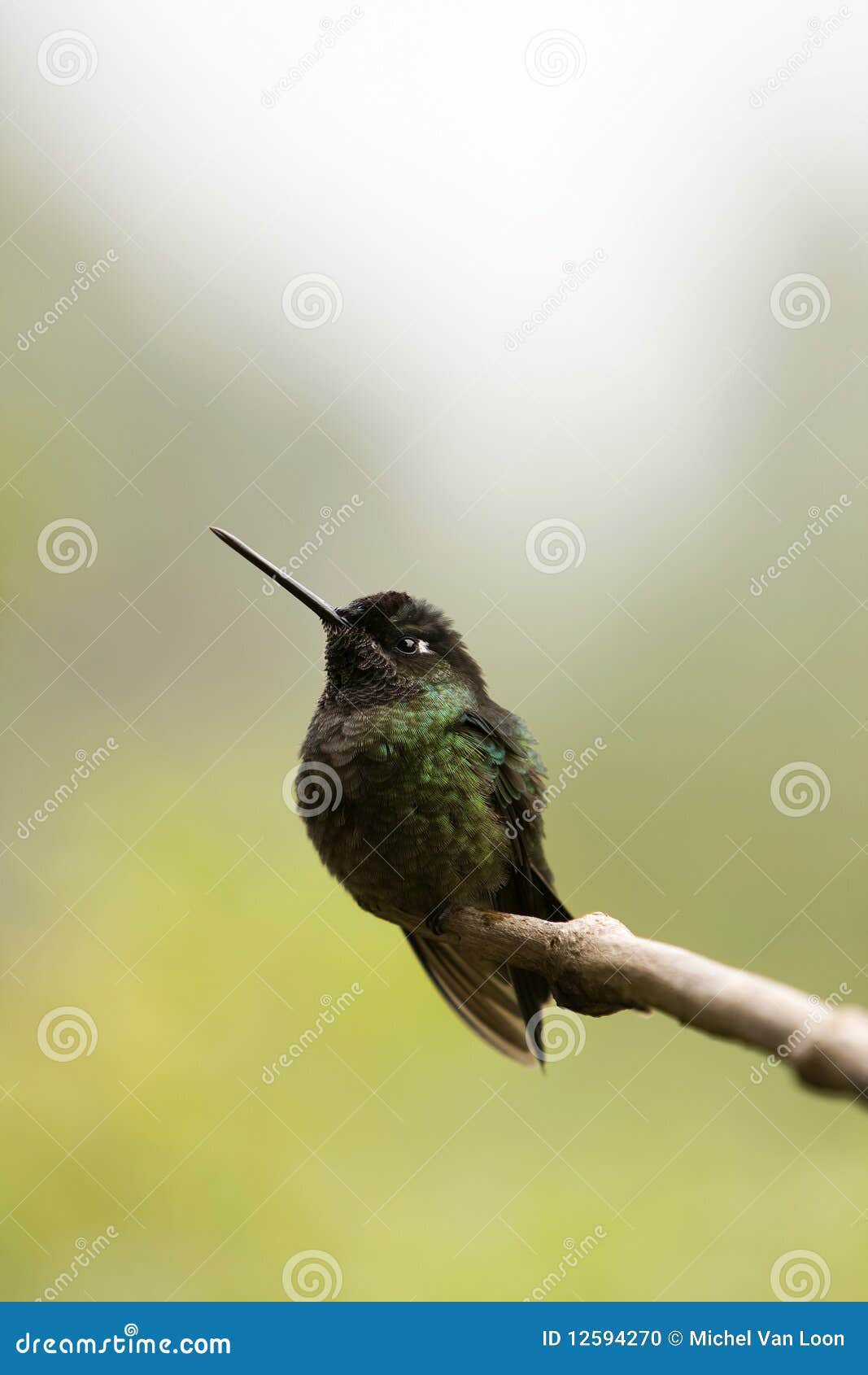 Angry hummingbird stock photo. Image of wildlife, blue - 12594270