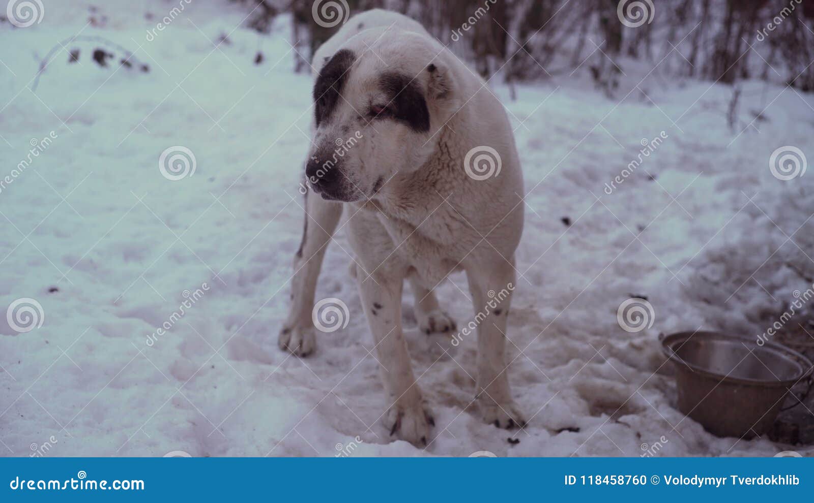Angry Hungry Alabai Protects the House. Stock Footage - Video of ...