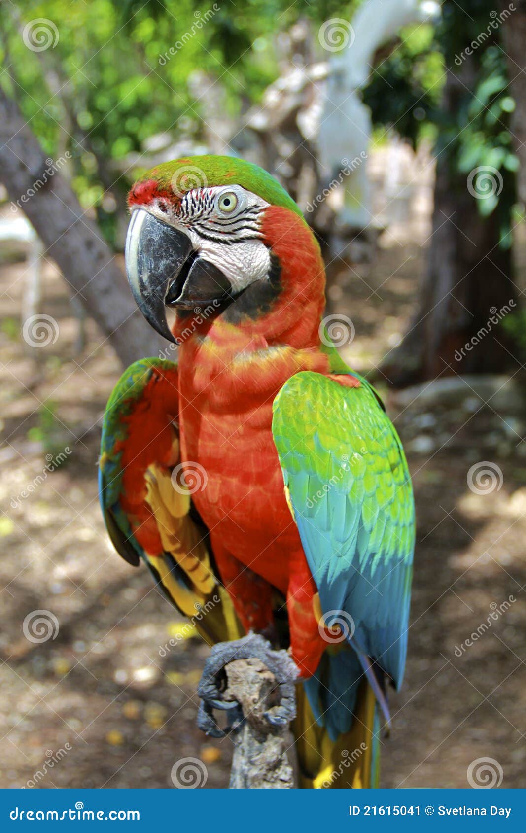 Angry Hybrid Macaw Close-Up Stock Image - Image of cyanopsitta ...