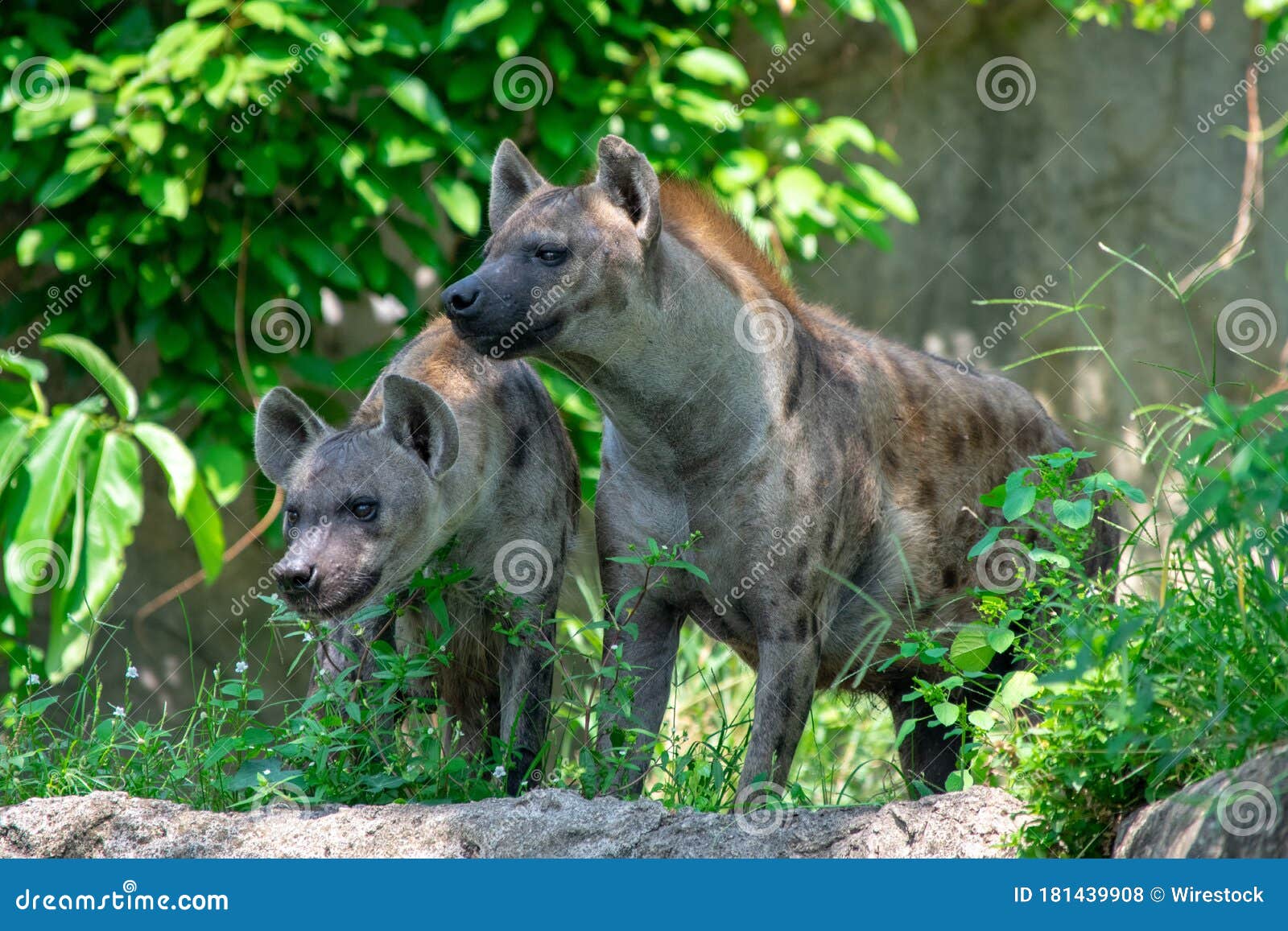 Angry Hyenas Looking for Food in a Forest Stock Photo - Image of ...