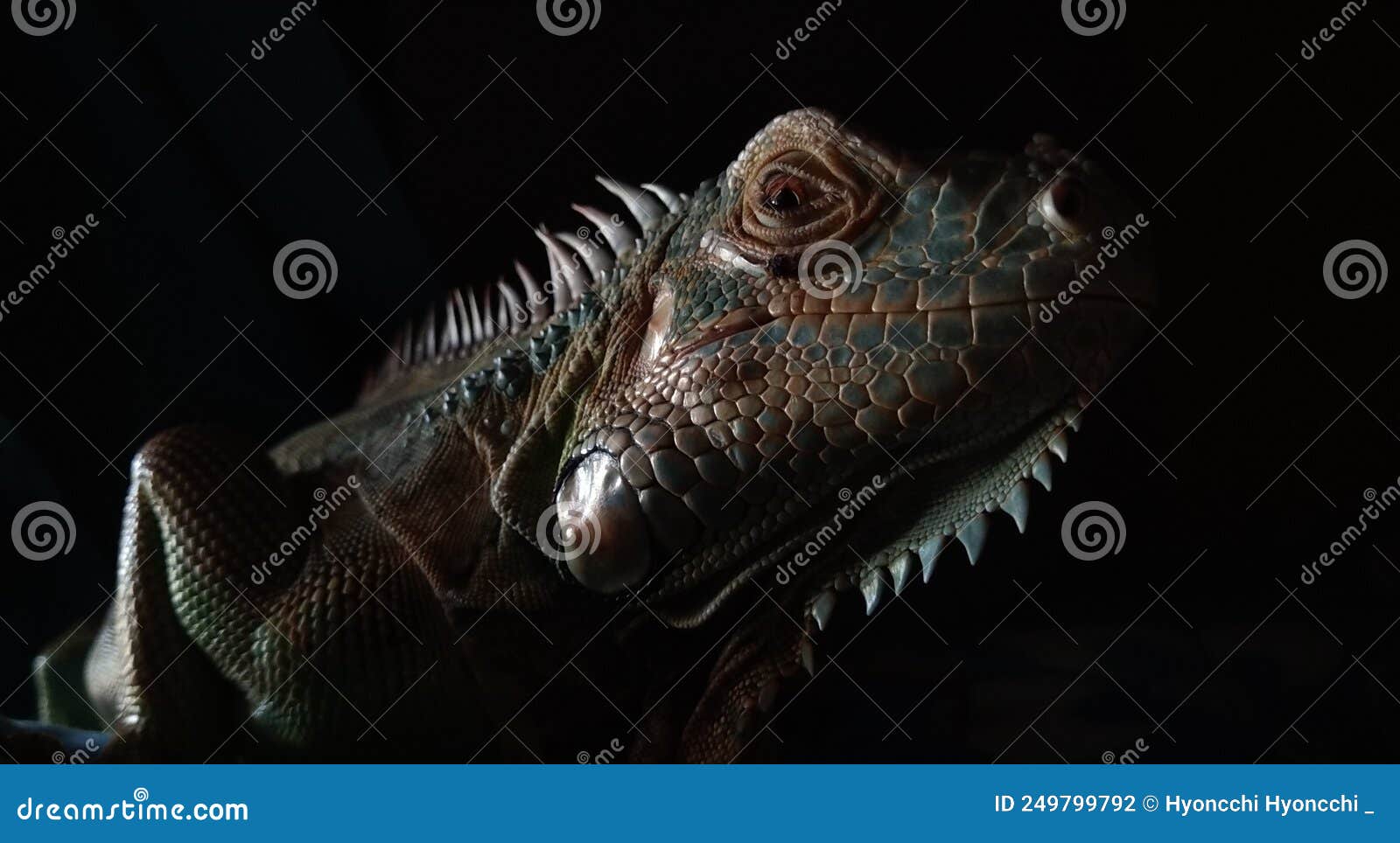 Angry Iguana in Black Background Stock Photo - Image of background ...