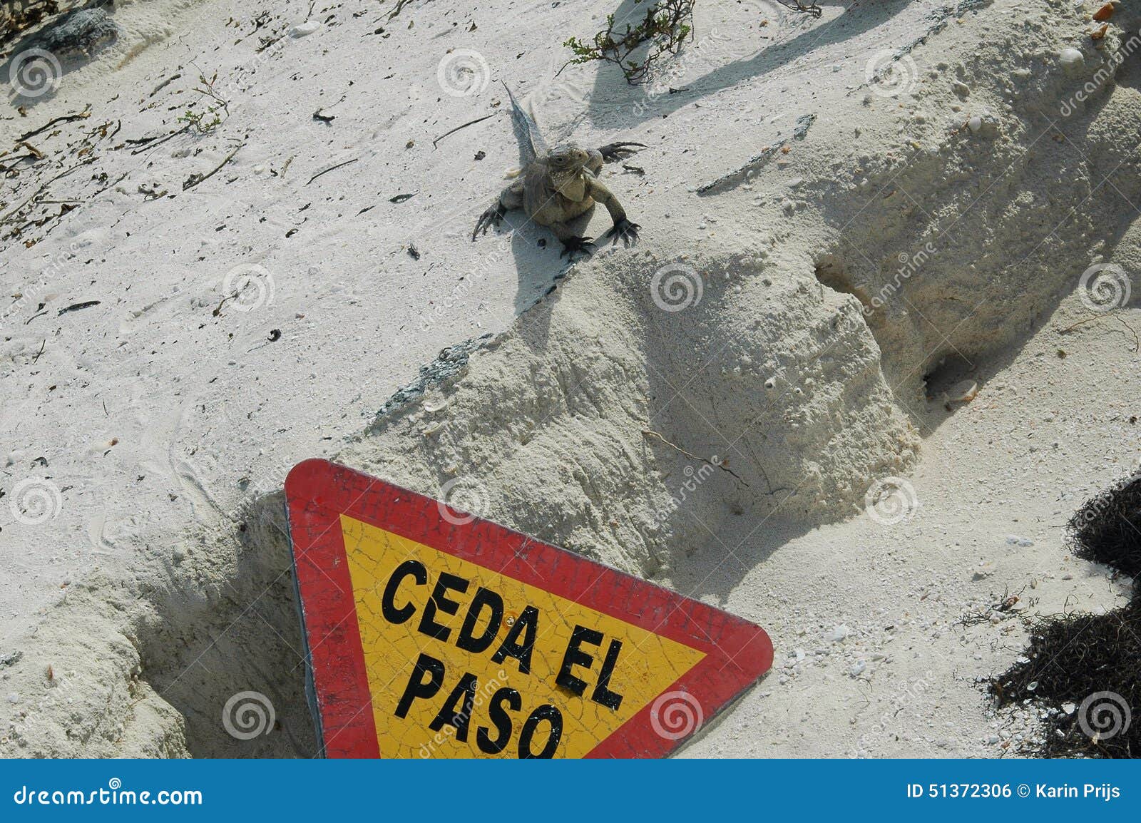 Angry iguana stock photo. Image of beach, paradise, island - 51372306