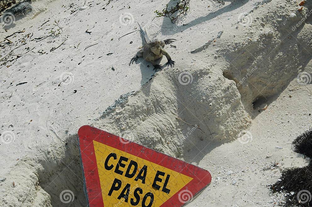 Angry iguana stock photo. Image of beach, paradise, island - 51372306