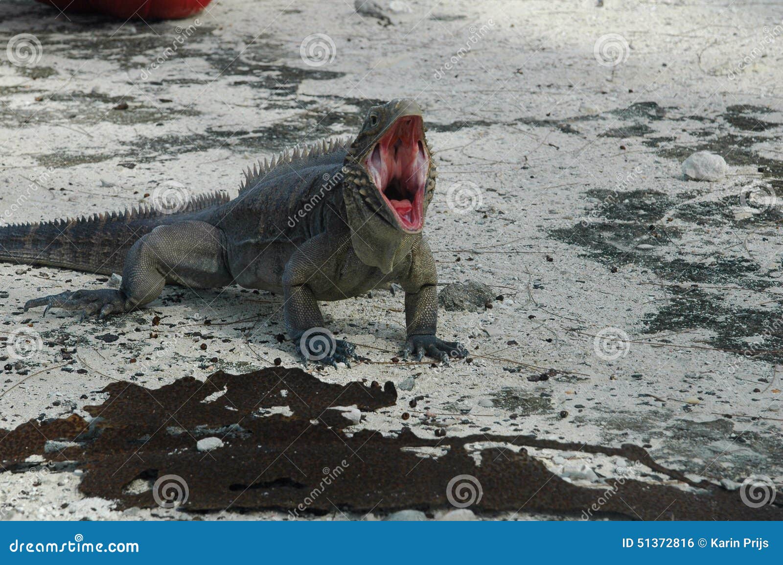 Angry iguana stock photo. Image of animal, paradise, island - 51372816