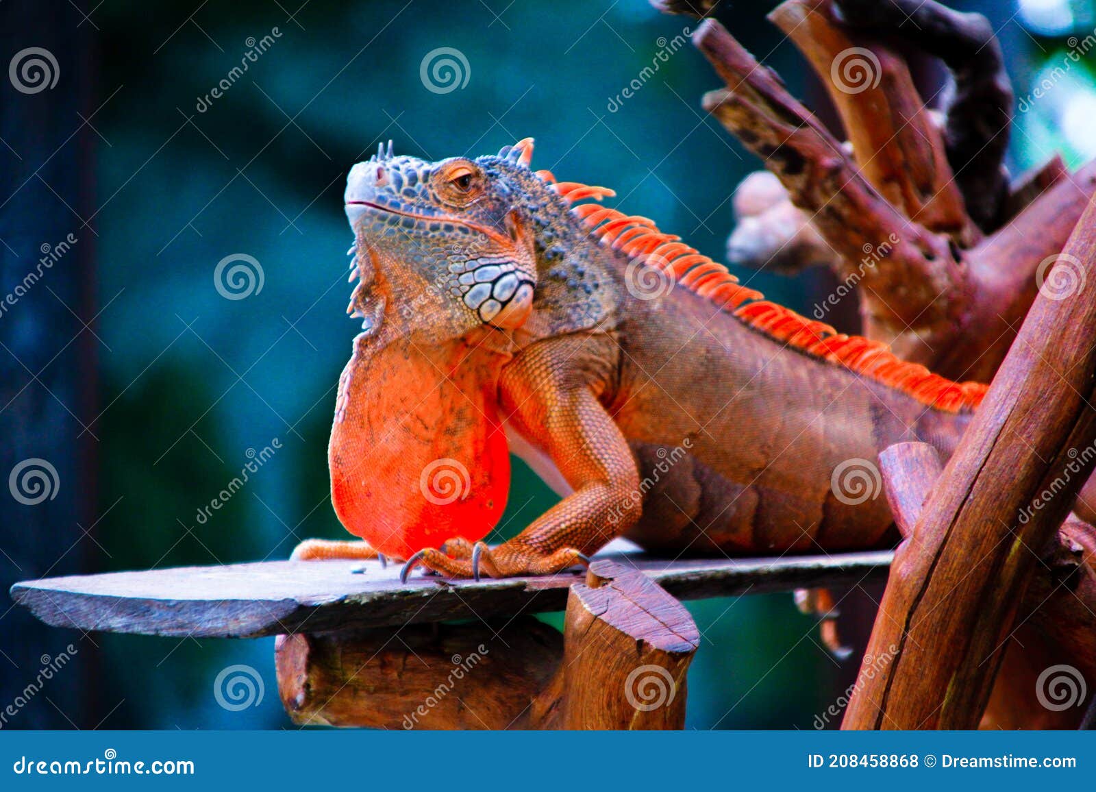 Angry iguana in zoo stock photo. Image of sitting, amphibian - 208458868