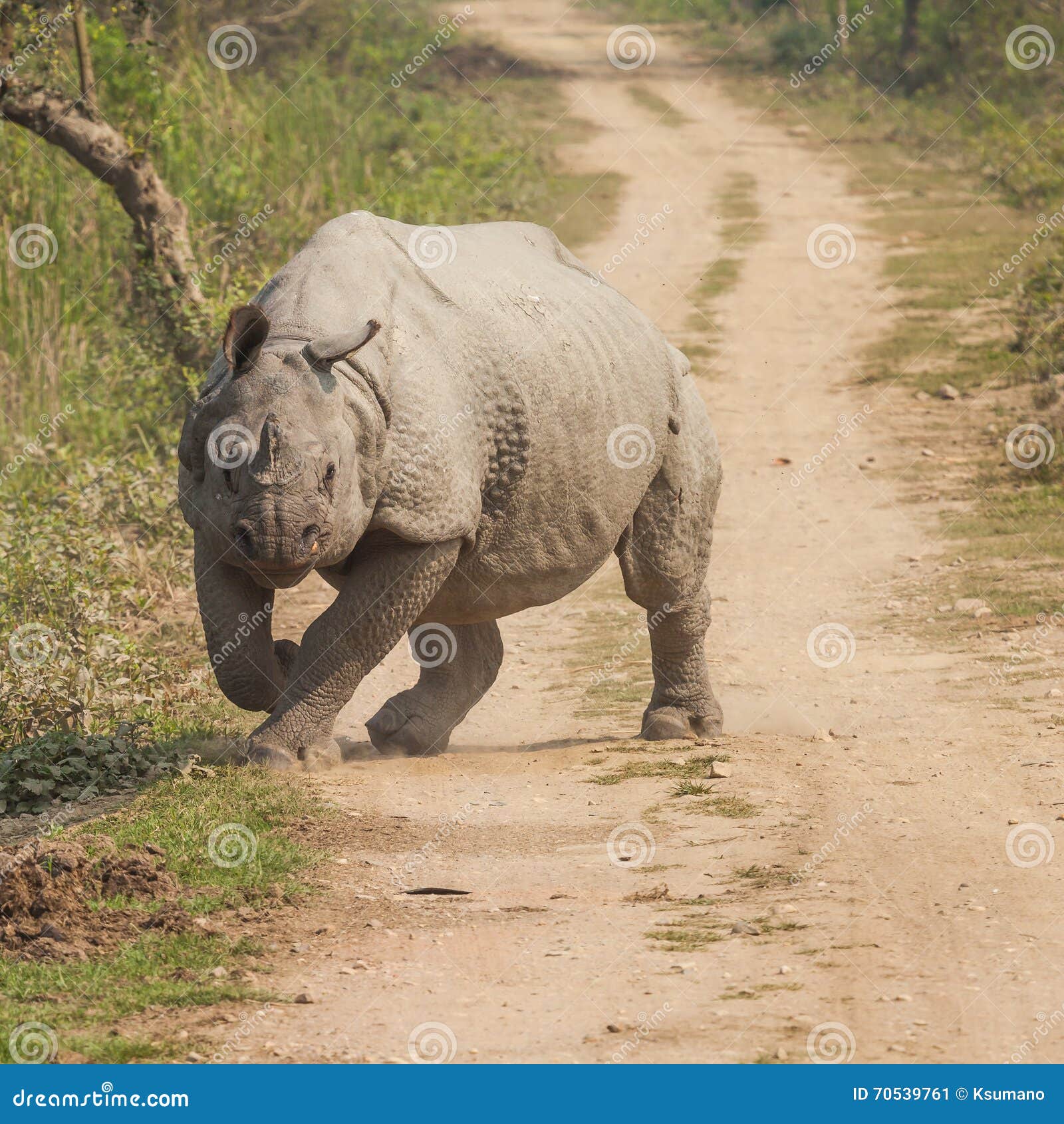 Angry Rhinoceros Stock Photos - Download 129 Royalty Free Photos
