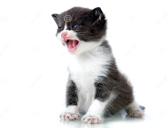 Angry kitten stock photo. Image of persian, house, nose - 1863812