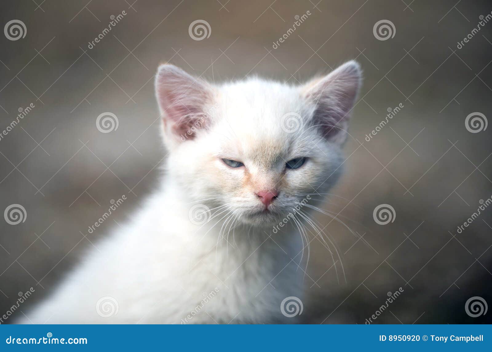 Angry kitten stock photo. Image of frustration, white - 8950920