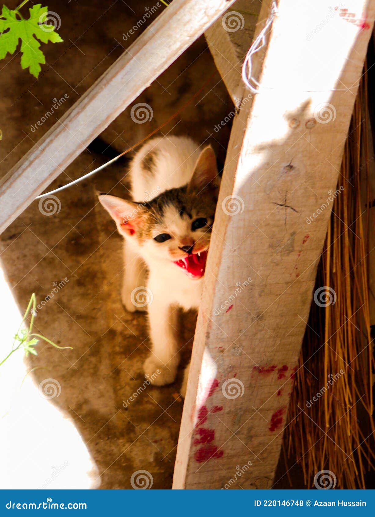 Angry Kitten is Ready for Attack Stock Photo - Image of nose, kitten ...