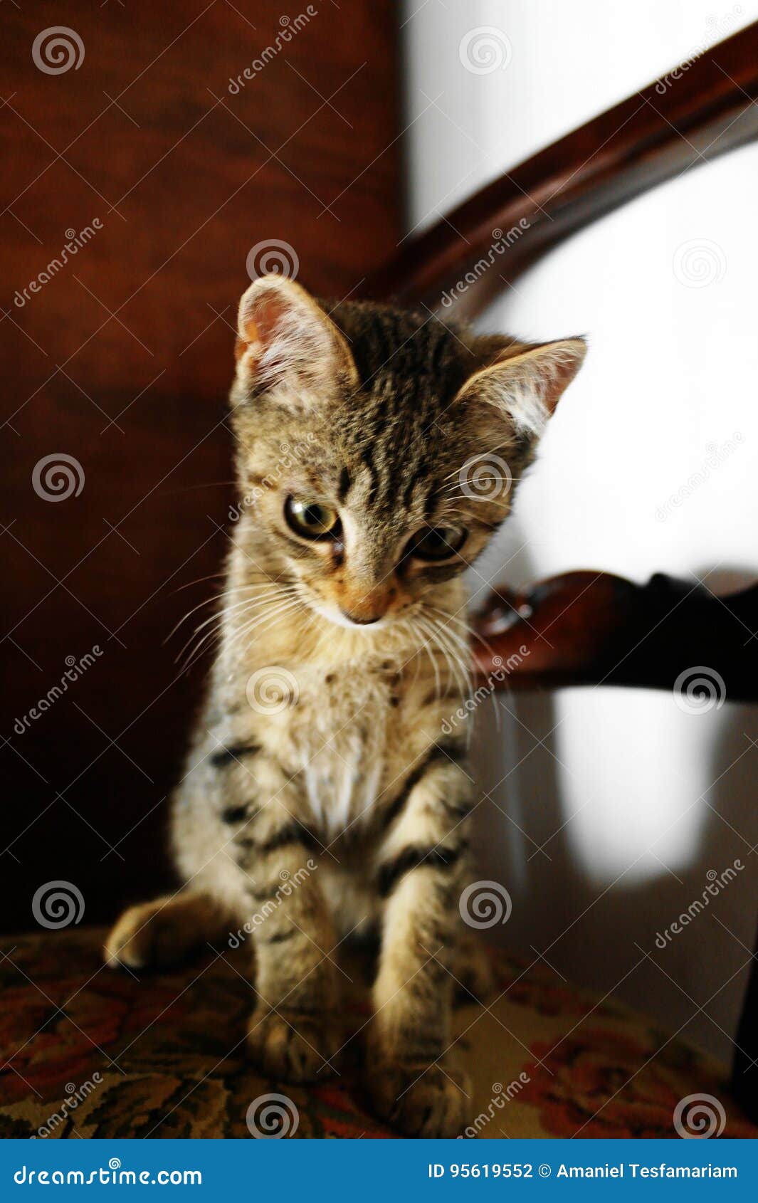 Angry Kitten Staring at the Camera Stock Photo - Image of playful ...