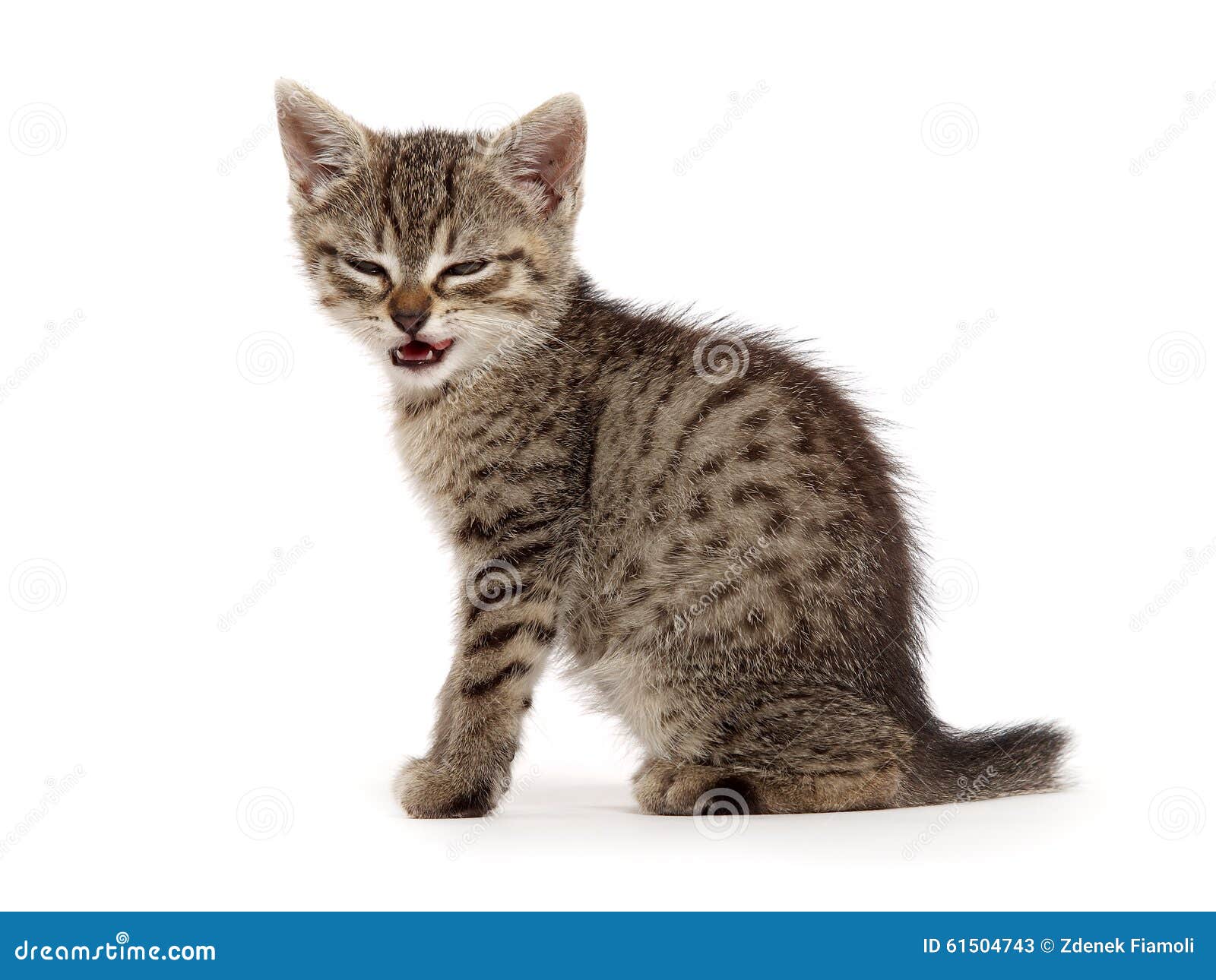 Angry kitten stock image. Image of isolated, tabby, baby - 61504743