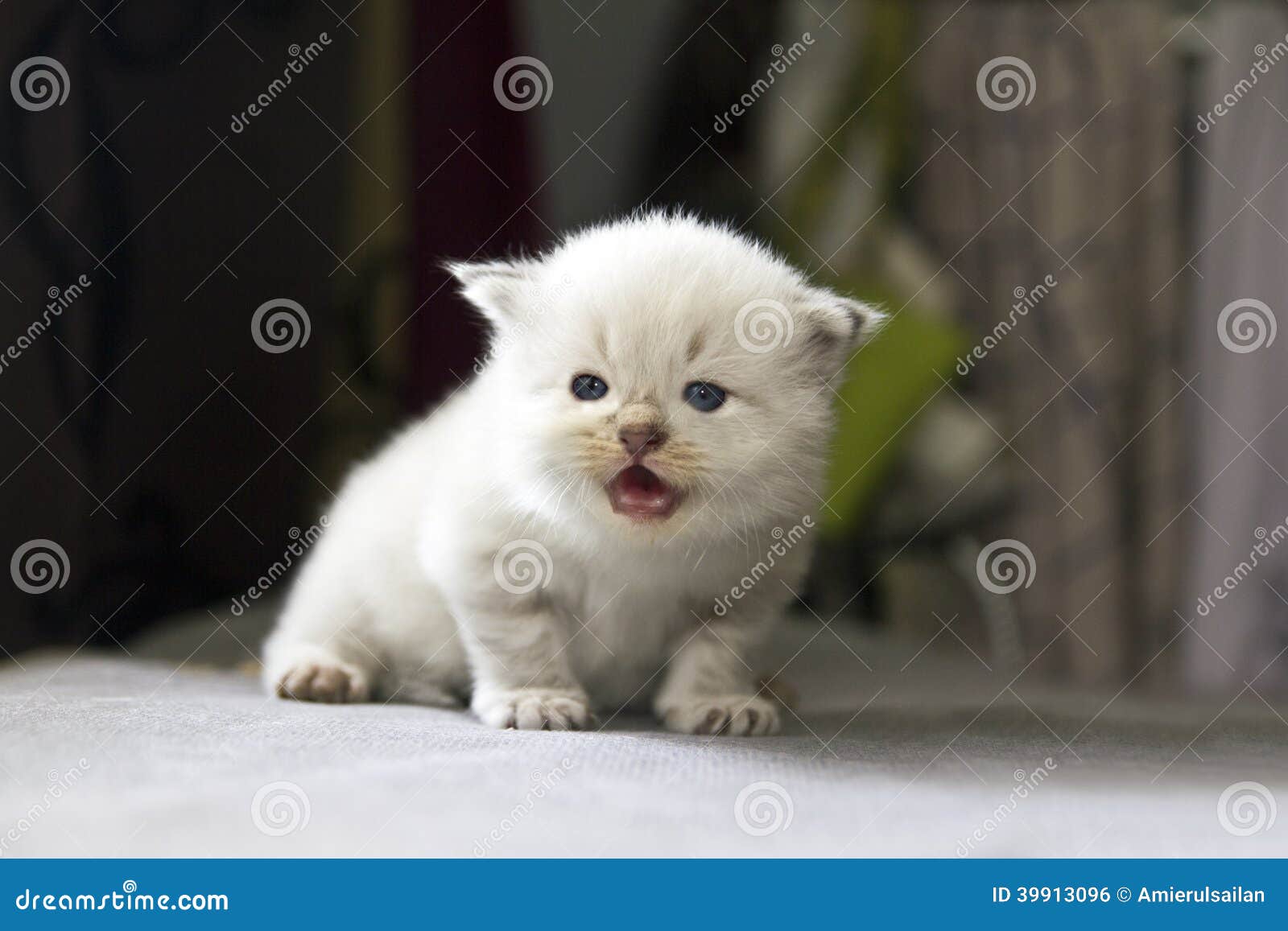 The angry kitten stock photo. Image of beautiful, action - 39913096