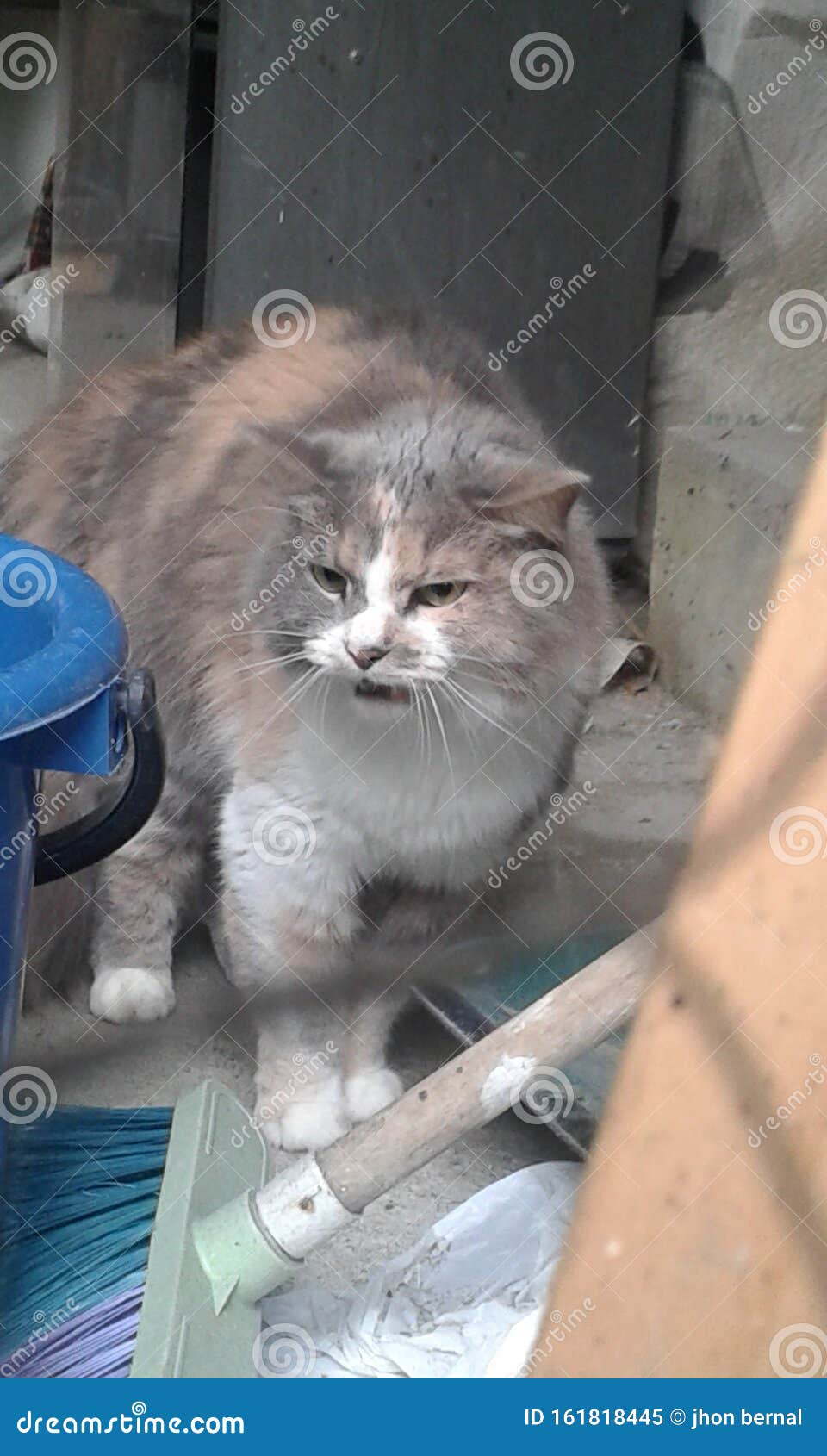 Angry kitty stock image. Image of sounds, makin, angry - 161818445