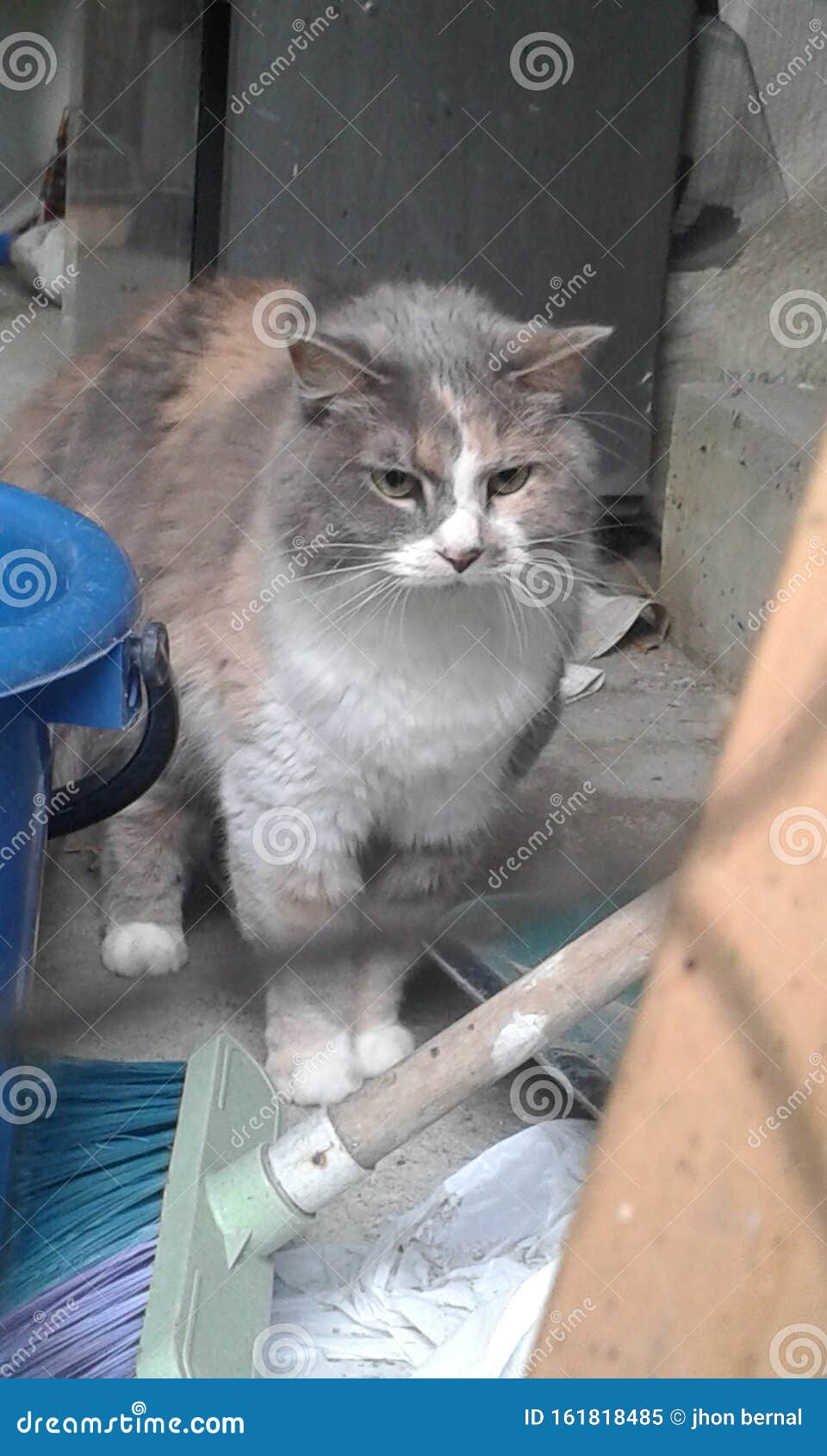 Angry kitty stock image. Image of sounds, kitty, ideal - 161818485